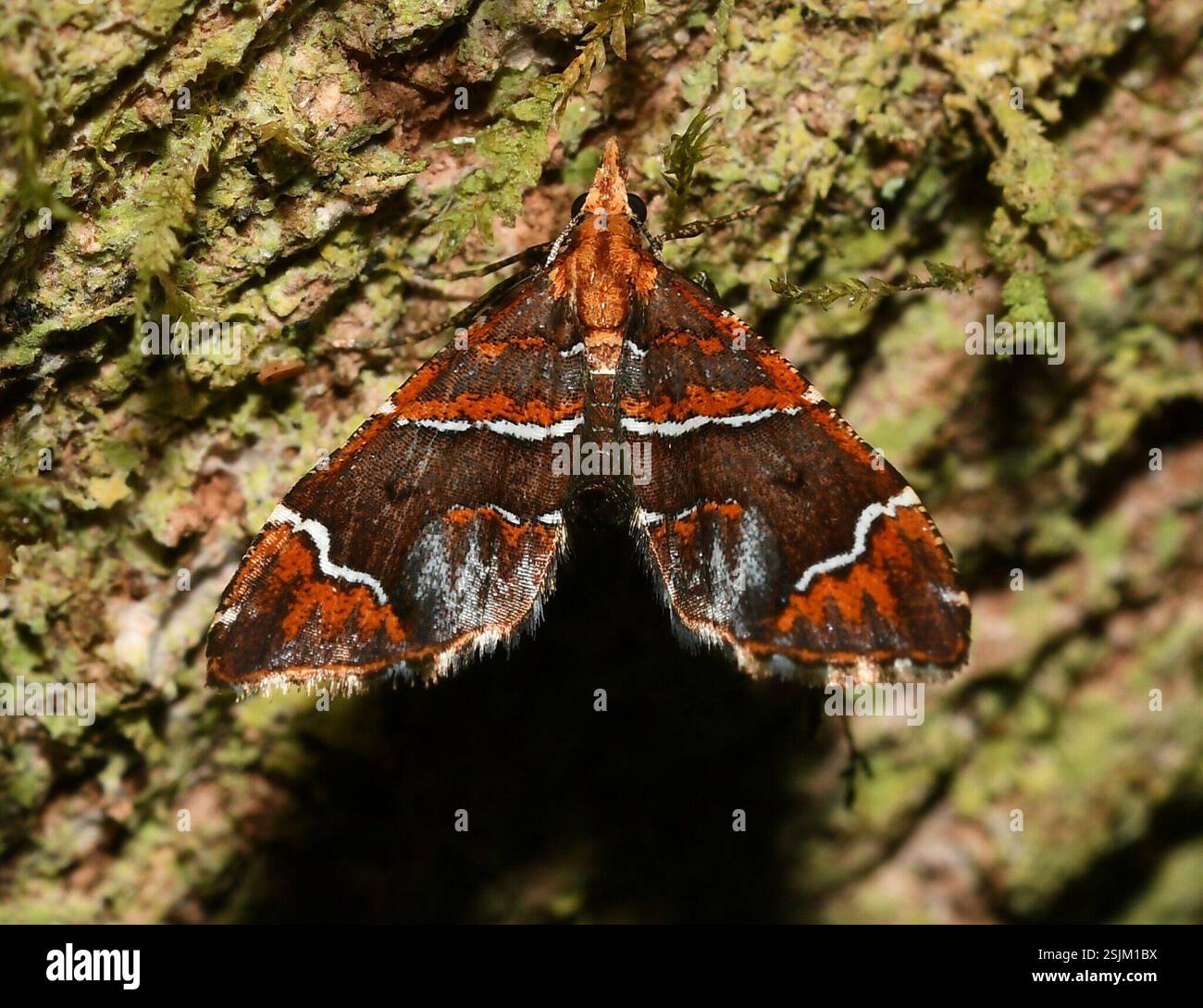 (Psaliodes), Insecta, Guango Lodge, Papallacta 150205, Ecuador Stock ...