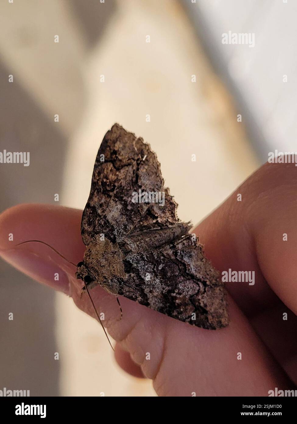 (Ennominae), Insecta, Ellis County, US-TX, US Stock Photo - Alamy