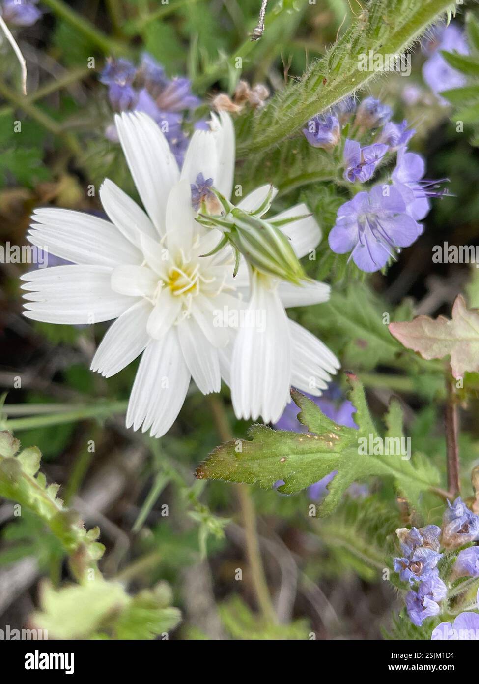 Desert Chicory (Rafinesquia neomexicana), Plantae, Ocotillo Cir ...