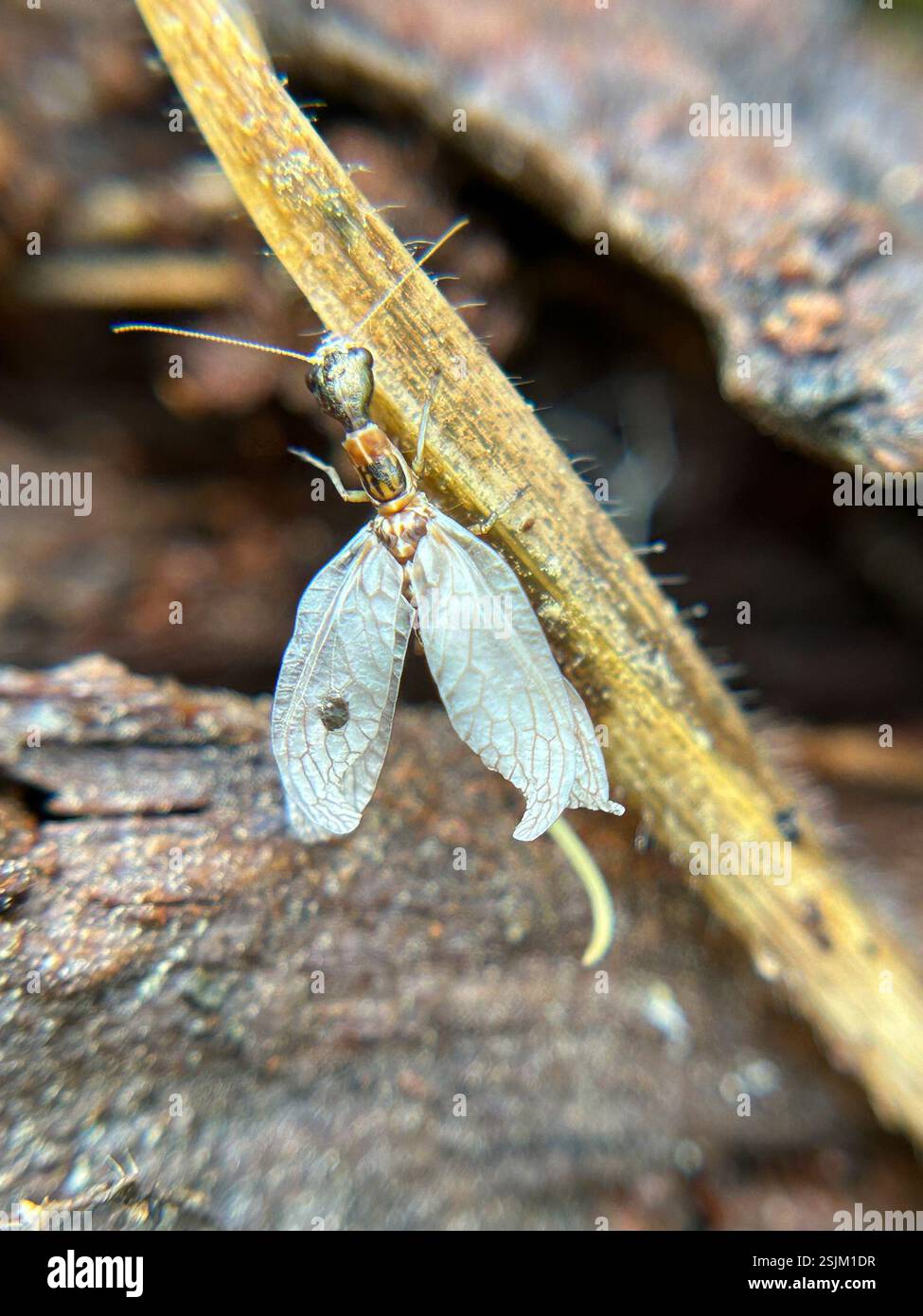 Common Snakeflies (Agulla), Insecta, Sandown Pl, Cambria, CA, US Stock ...