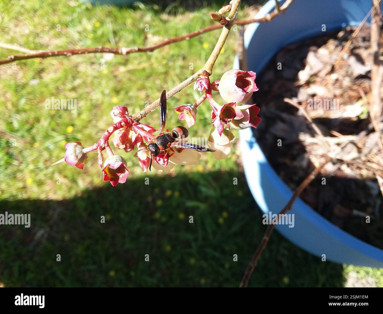 Red-marked Pachodynerus Wasp (Pachodynerus erynnis), Insecta, WF NFN ...