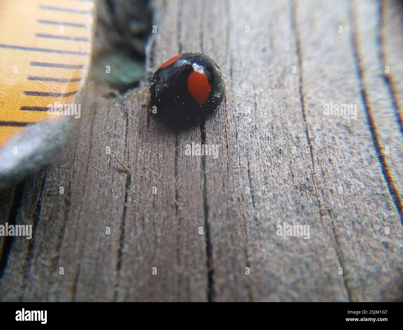 Cactus Lady Beetle (Chilocorus cacti), Insecta, Windsor Forest ...