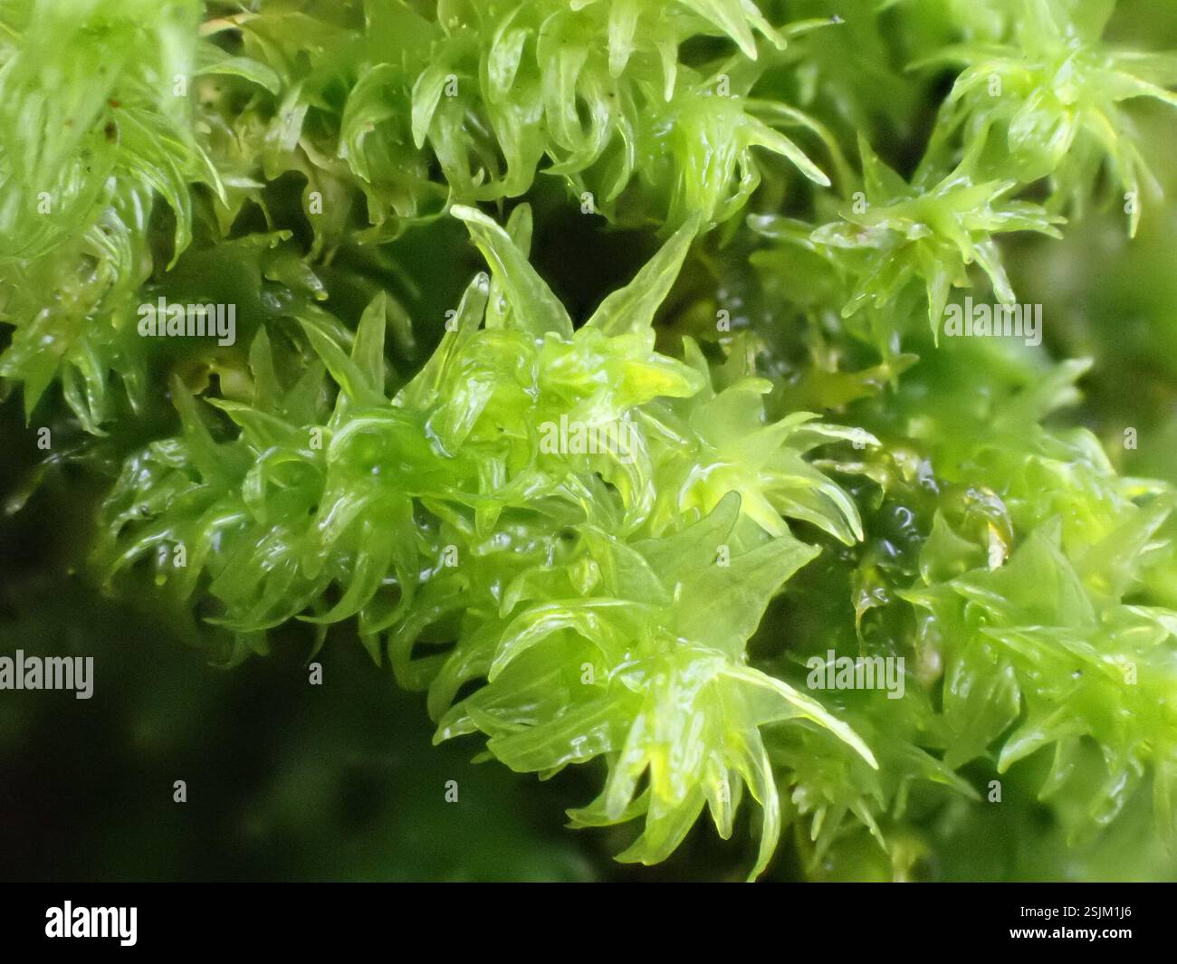 Rambling Tail-moss (Anomodon viticulosus), Plantae, Castellumpad ...