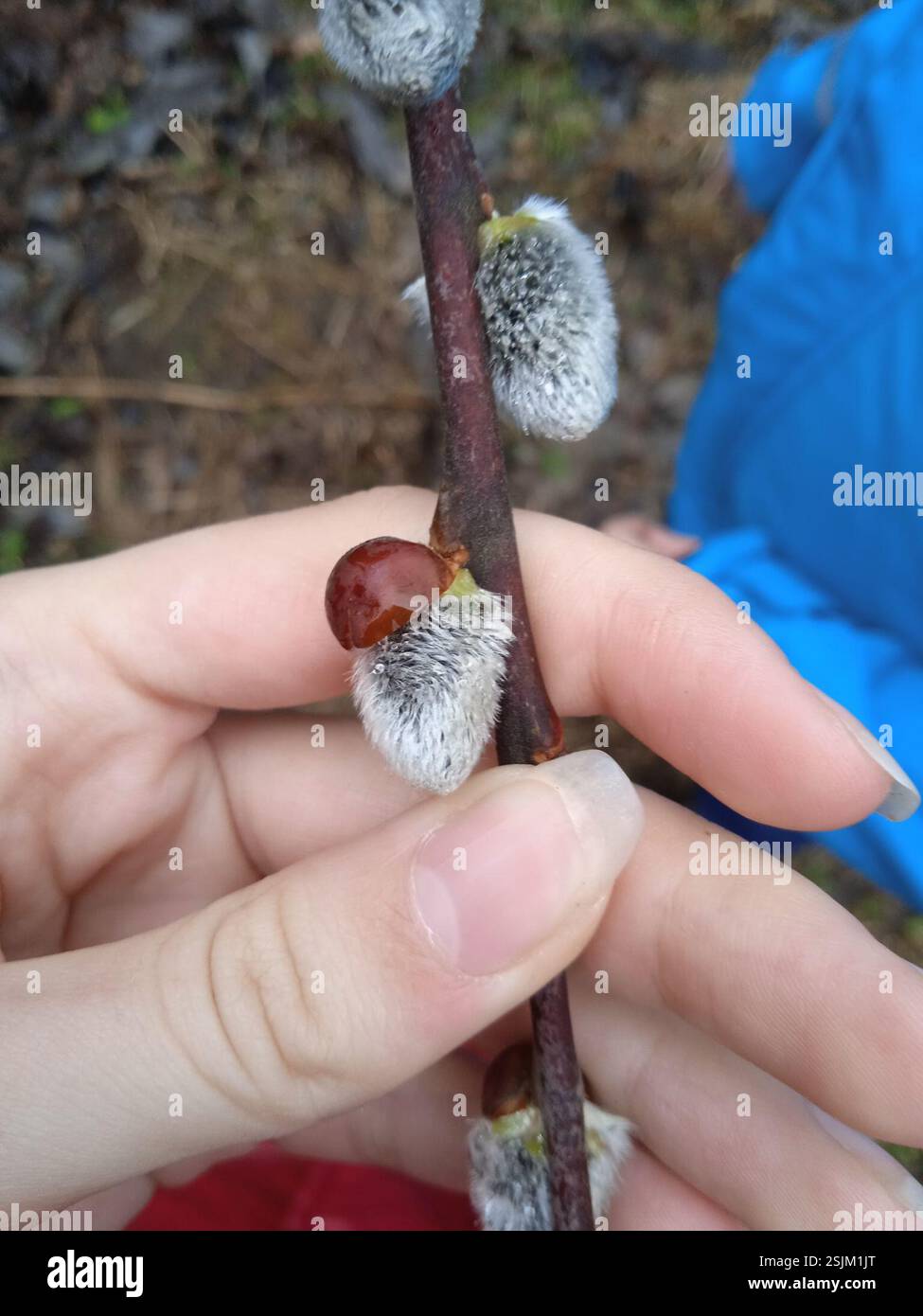 goat willow (Salix caprea), Plantae, Тула, Тульская обл., Россия ...