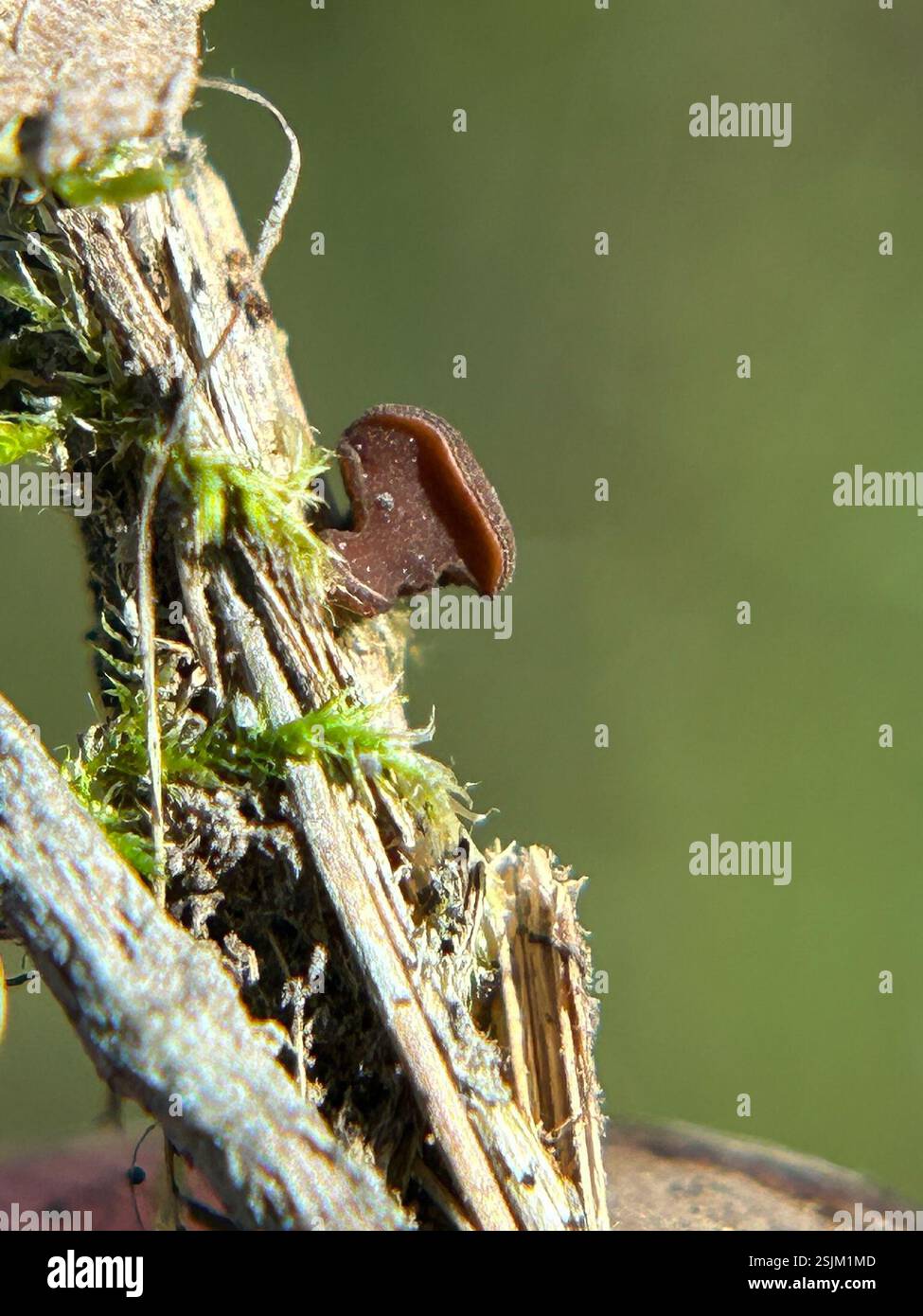 (Helotiales), Fungi, Monaña de Oro State Park, Los Osos, CA, US Stock ...