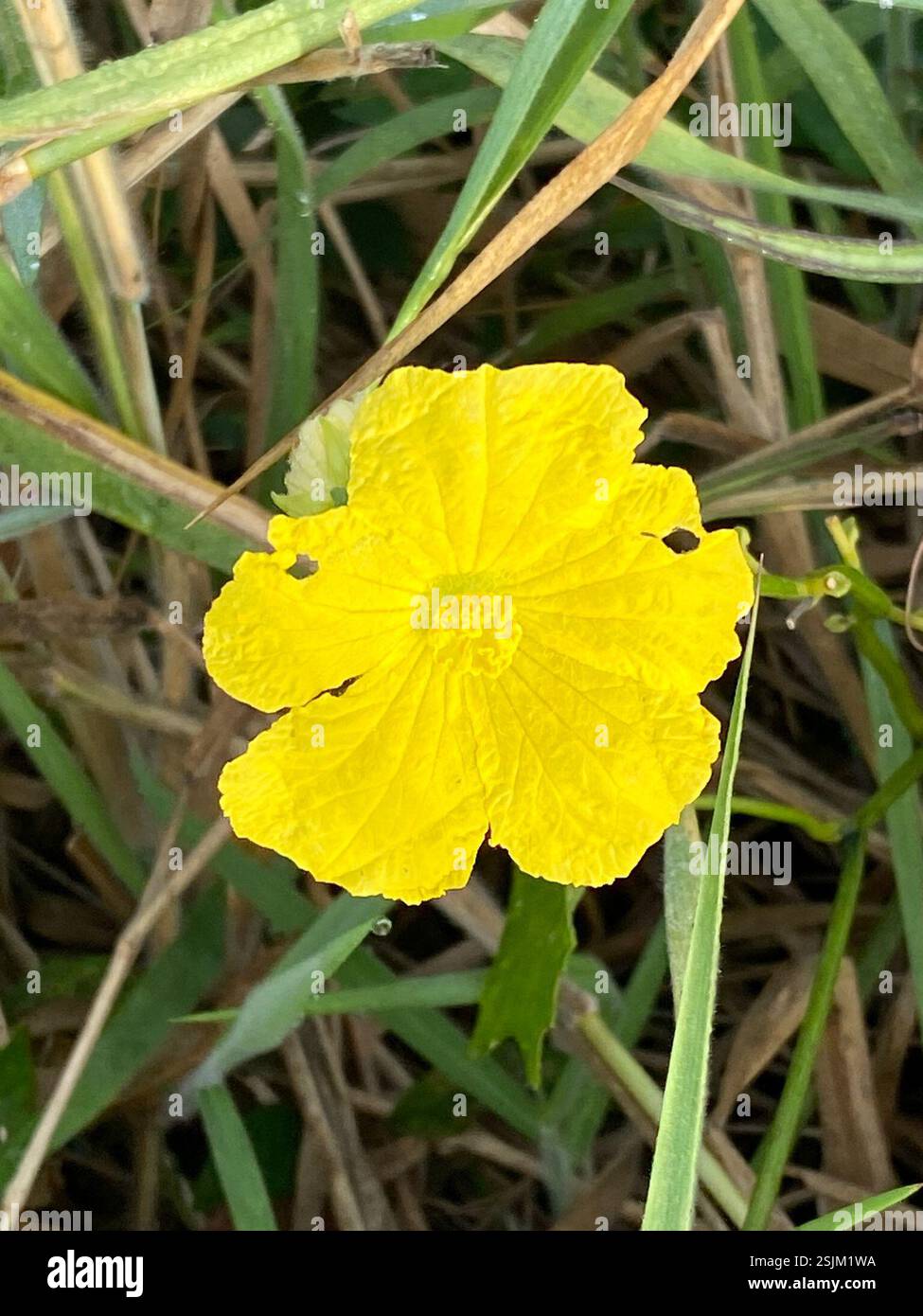 Sponge Gourd (Luffa aegyptiaca), Plantae, Luzon, Candaba, Pampanga, PH ...