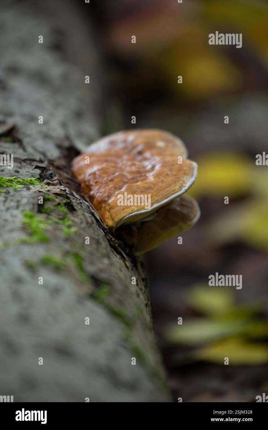 Red belted bracket fungus (Fomitopsis pinicola) growing on tree trunk ...