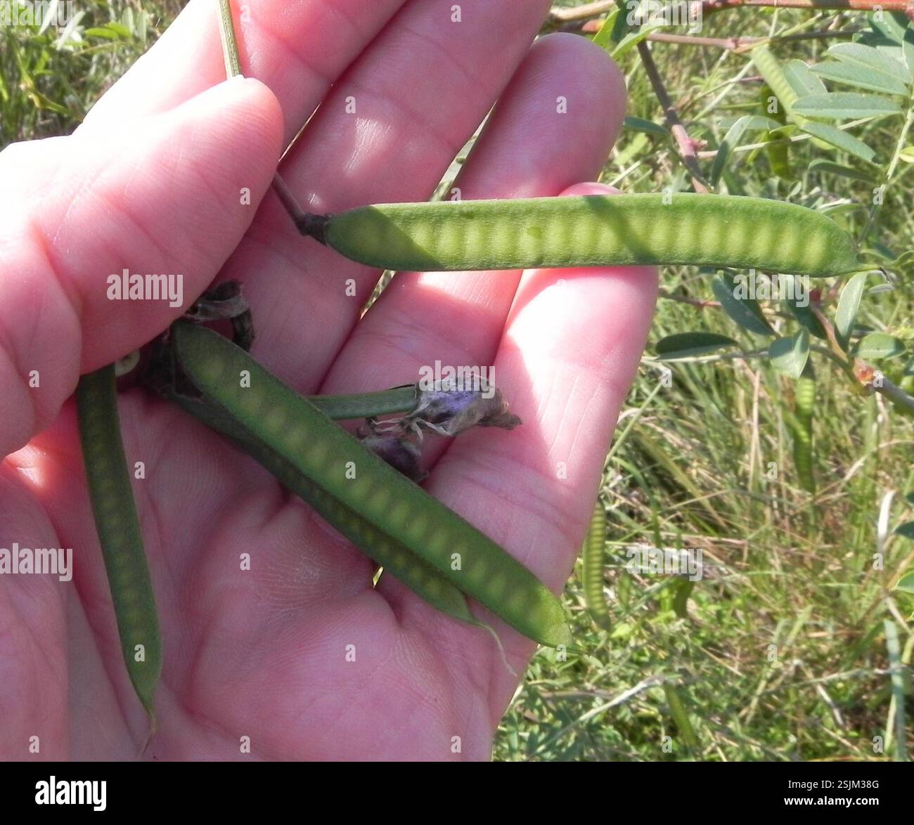 Pioneer Hoarypea (Tephrosia polystachya), Plantae, uMkhanyakude ...