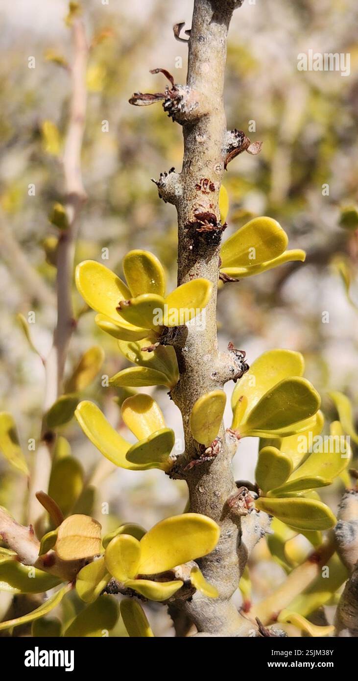 Physicnut (Jatropha cuneata), Plantae, Bahía de Loreto, Loreto, MX-BS ...