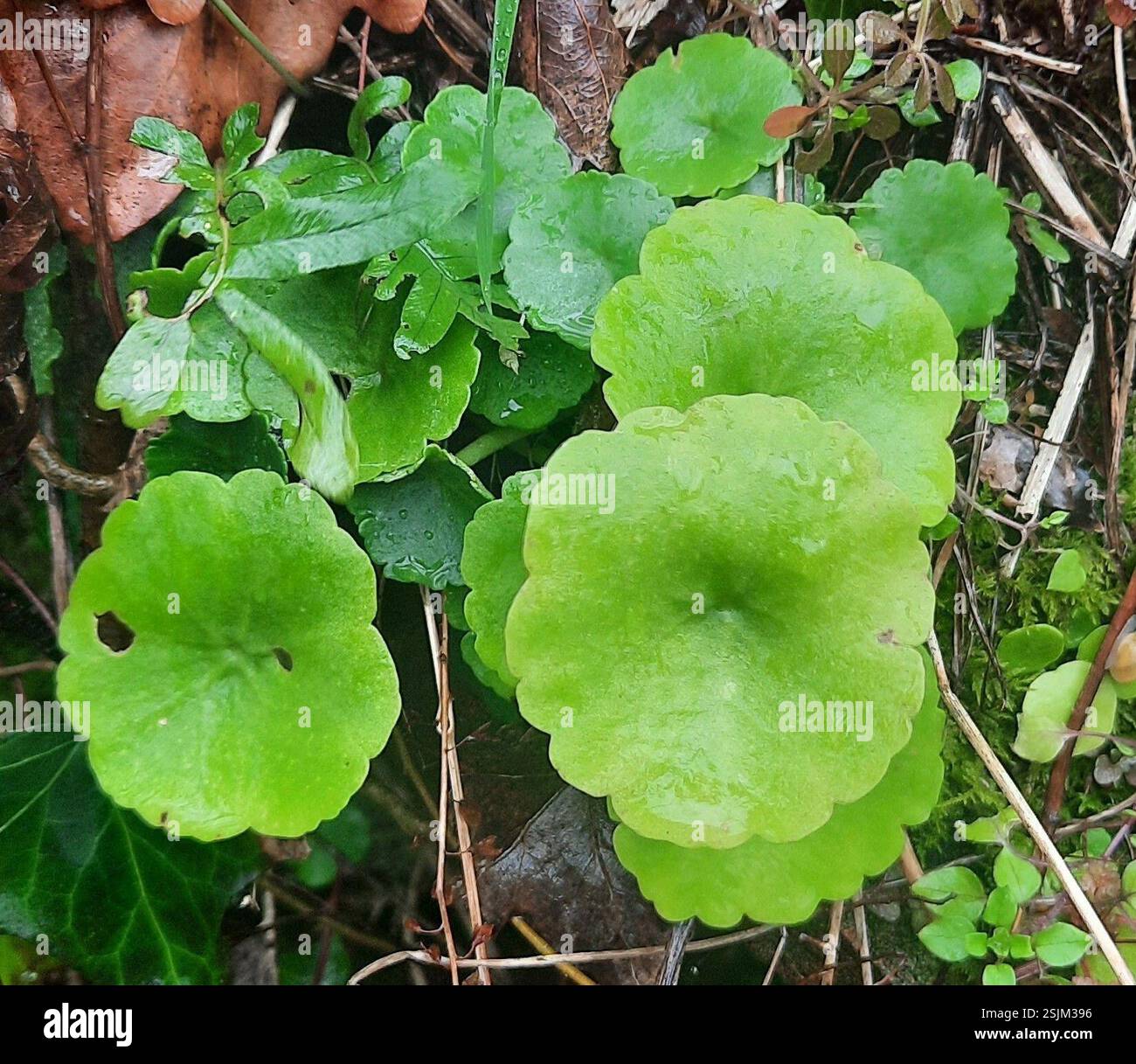 Wall Pennywort (Umbilicus rupestris), Plantae, Musbury, Axminster EX13 ...