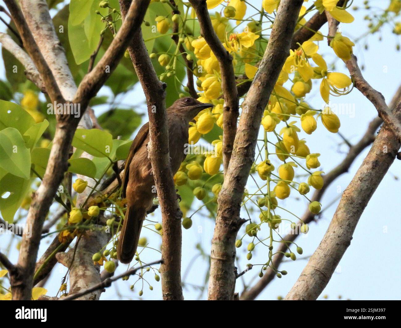Olive-winged Bulbul (Pycnonotus plumosus), Aves, George Town, Penang ...