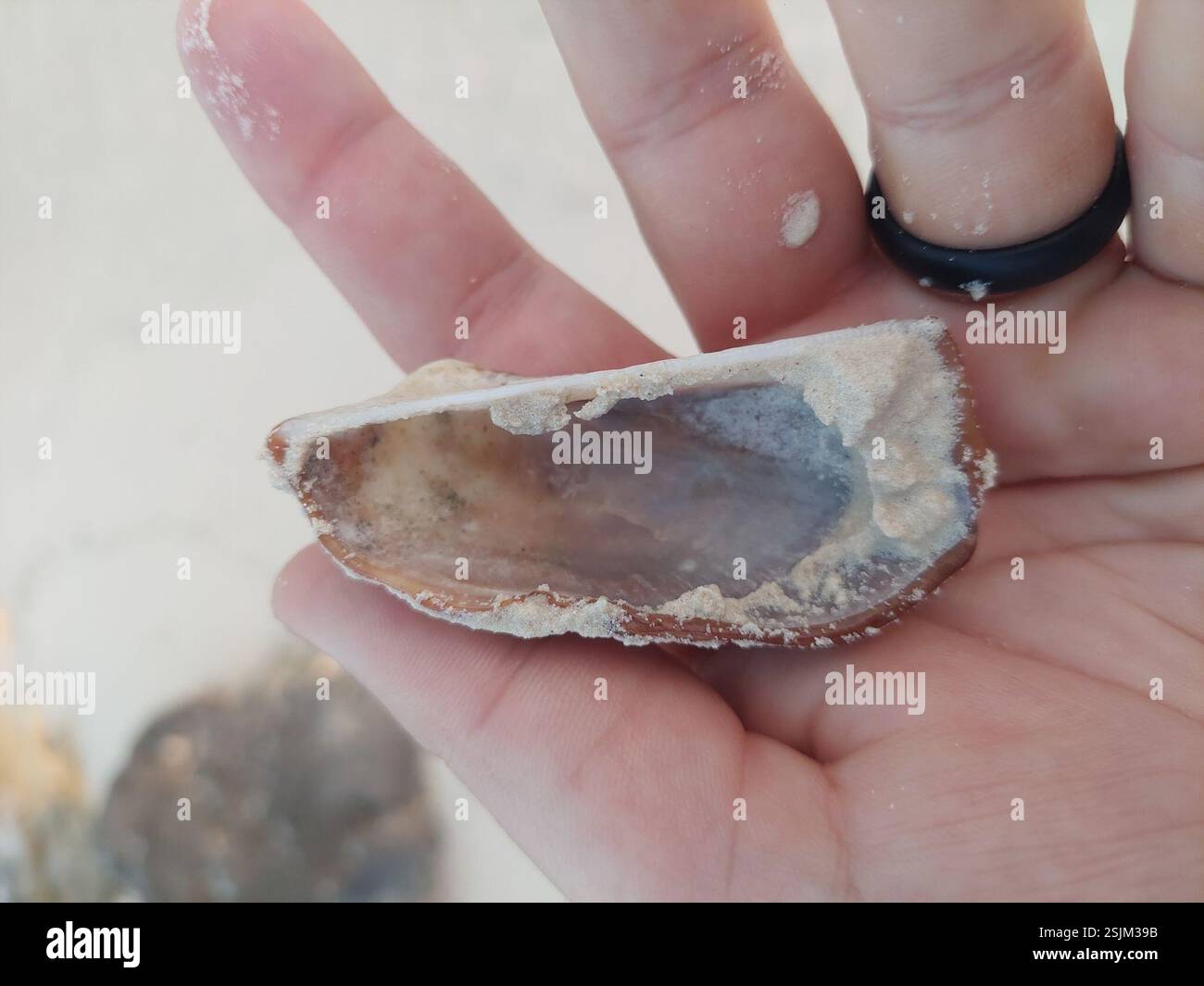 Turkey Wing (Arca zebra), Mollusca, Morón, CU-CA, CU Stock Photo - Alamy