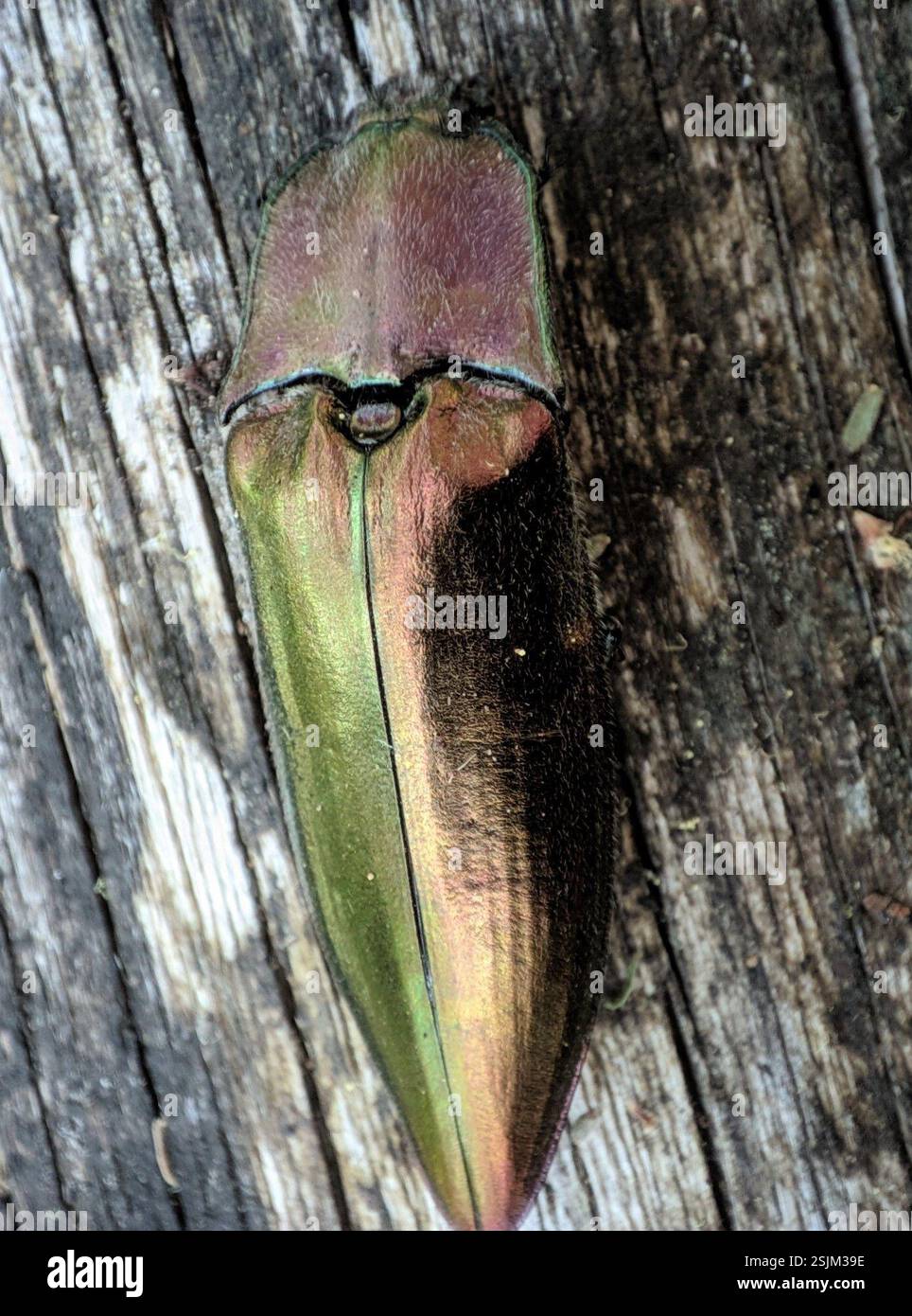 (Campsosternus), Insecta, Thaishola, Tamil Nadu 643209, India Stock ...