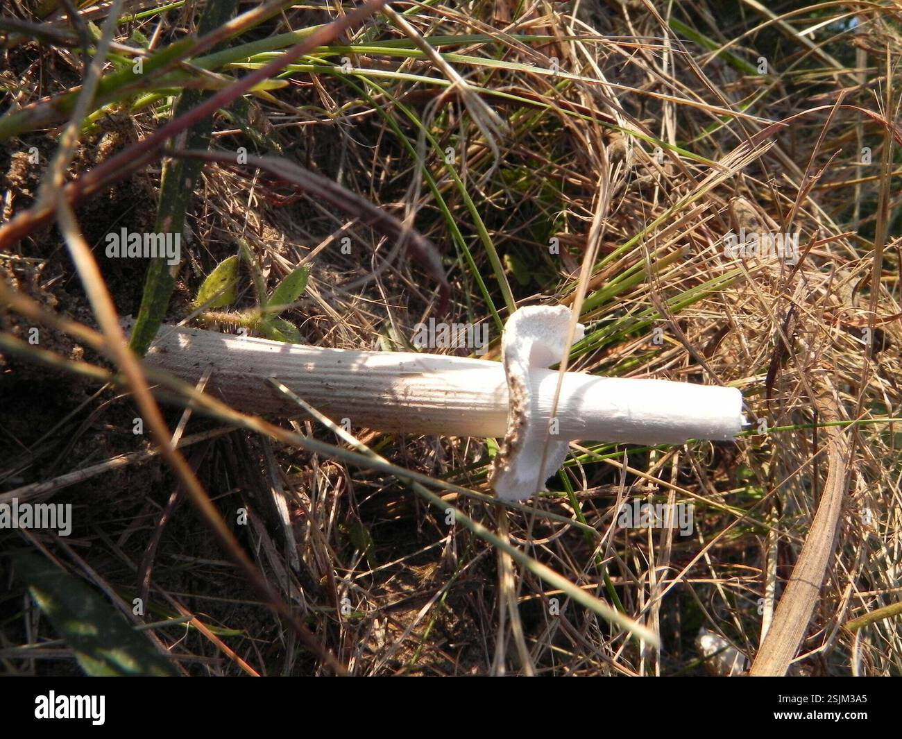 Zebra dung hi-res stock photography and images - Alamy