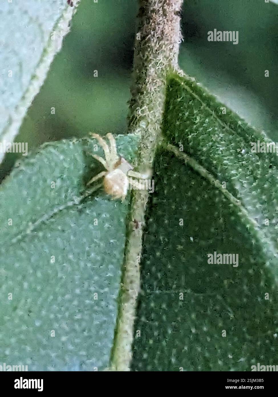 Spectacular Crab Spider (Thomisus spectabilis), Arachnida, Burnside QLD ...