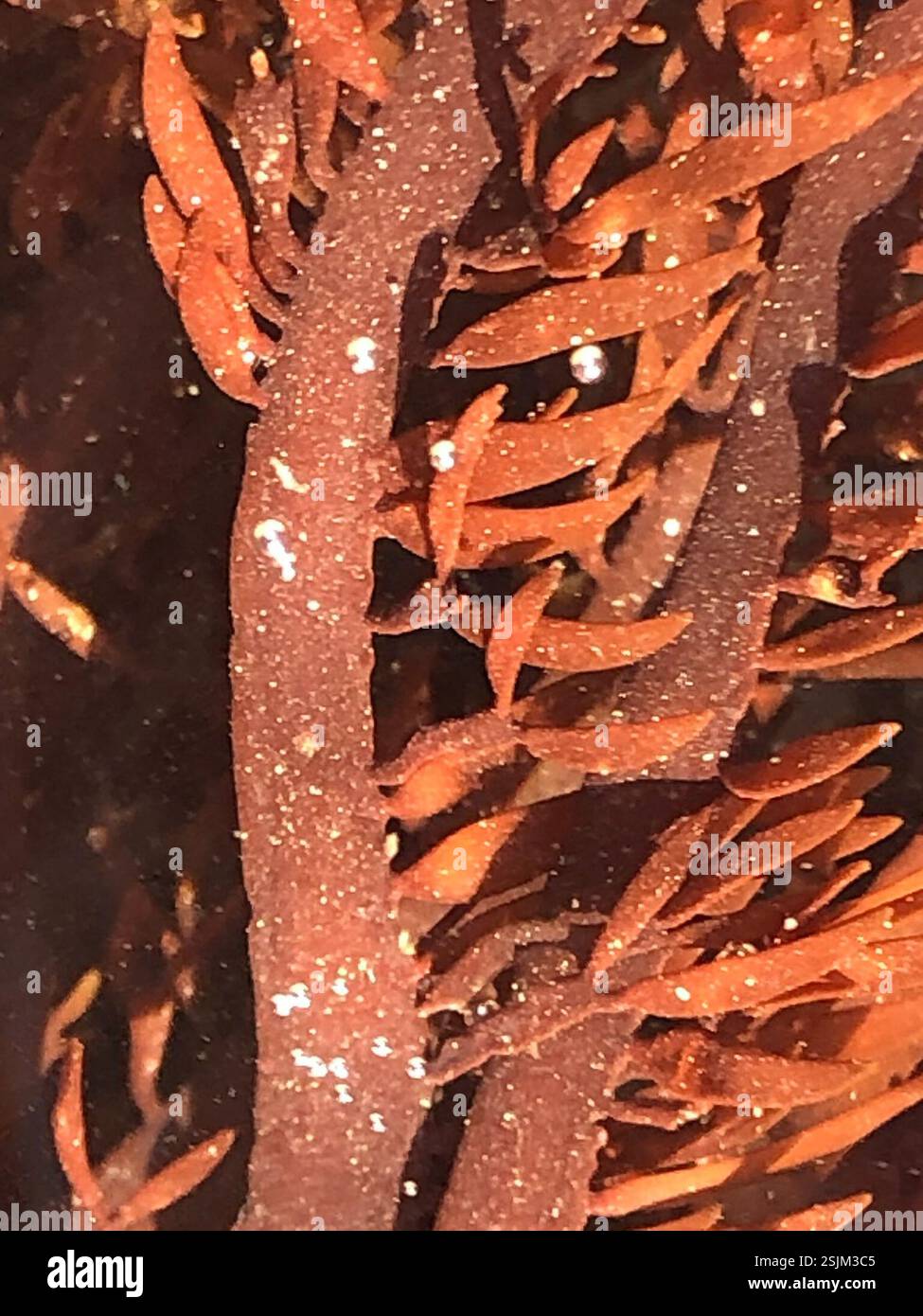 (Prionitis lanceolata), Plantae, San Mateo, Golden Gate National ...