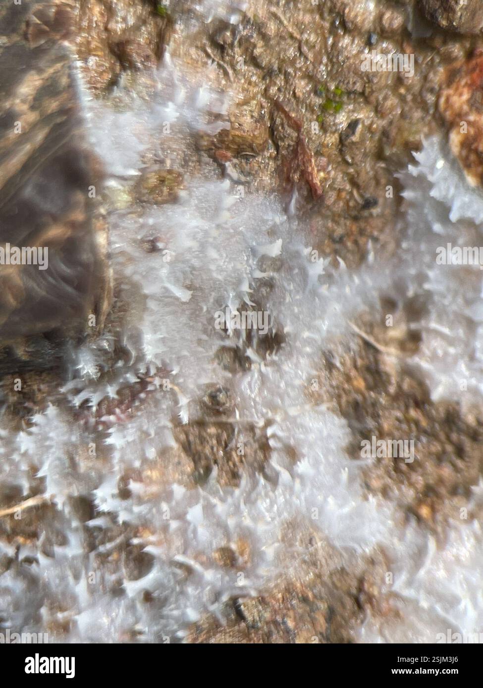 (Chromelosporium), Fungi, Via Laguna Vista, San Luis Obispo, CA, US ...