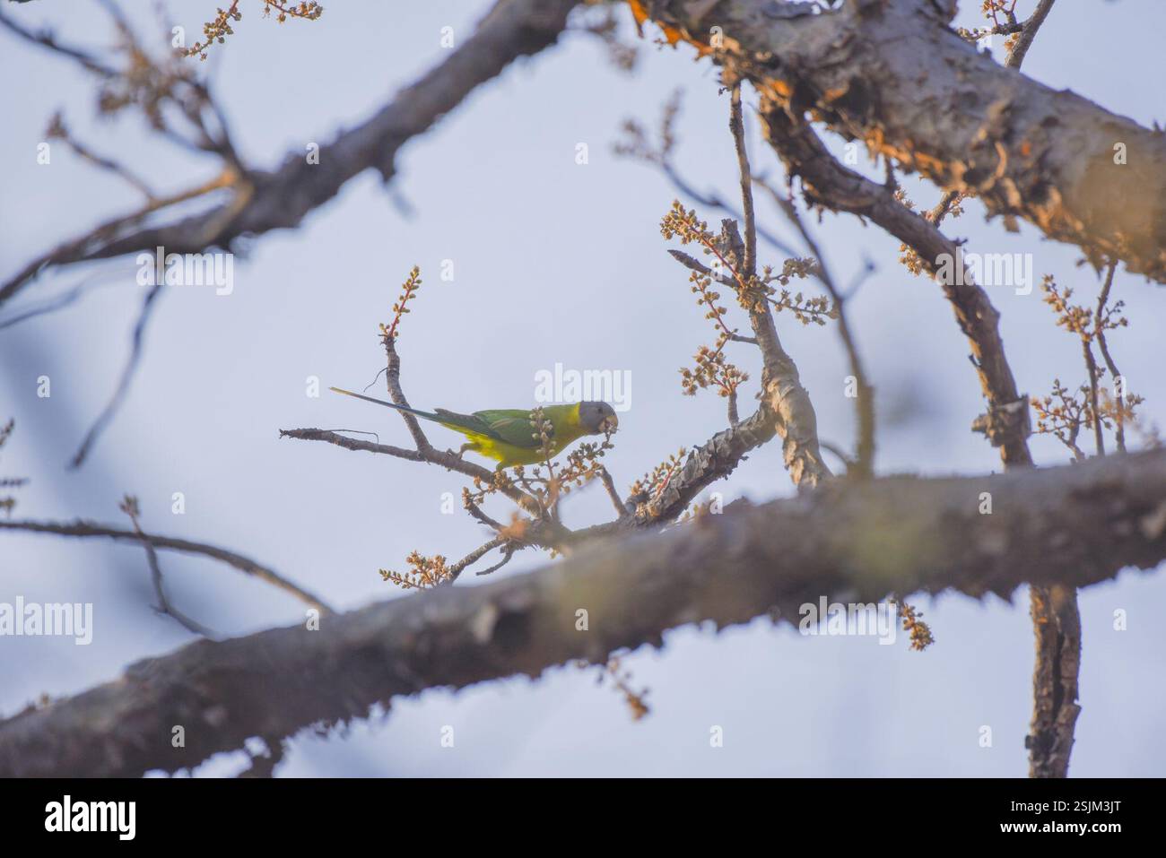 Plum-headed Parakeet (Psittacula cyanocephala), Aves, Chakki Modh ...