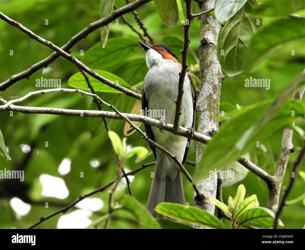 Chestnut Bulbul (Hemixos castanonotus), Aves, Tai Po Kau, Hong Kong ...