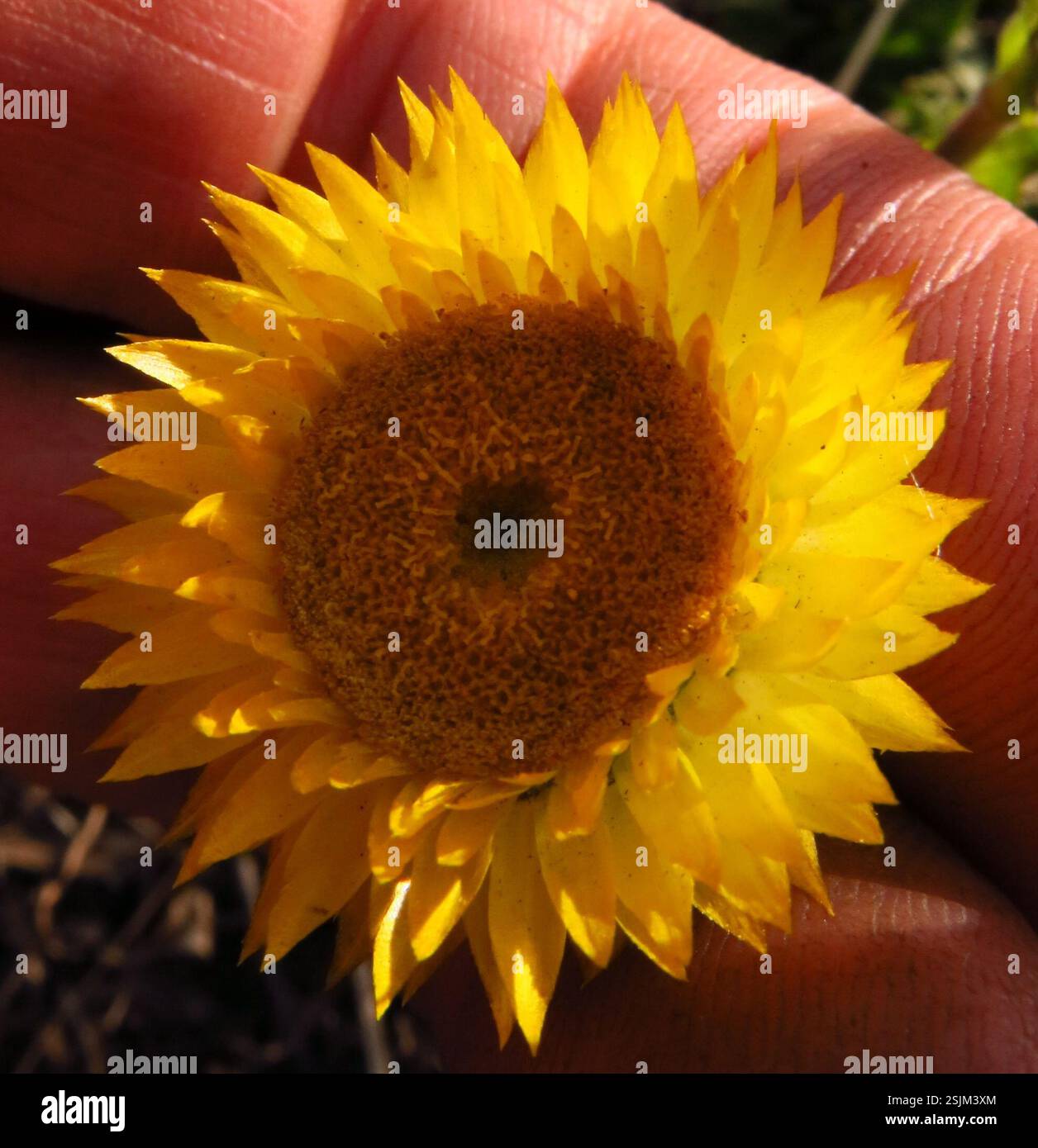Bright Yellow Everlasting (Helichrysum aureum), Plantae, uThukela ...