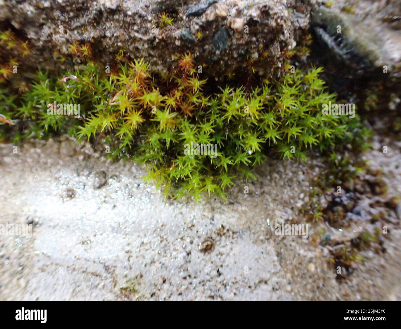 mosses (Bryophyta), Plantae, Hungduan, Ifugao, Philippines Stock Photo ...
