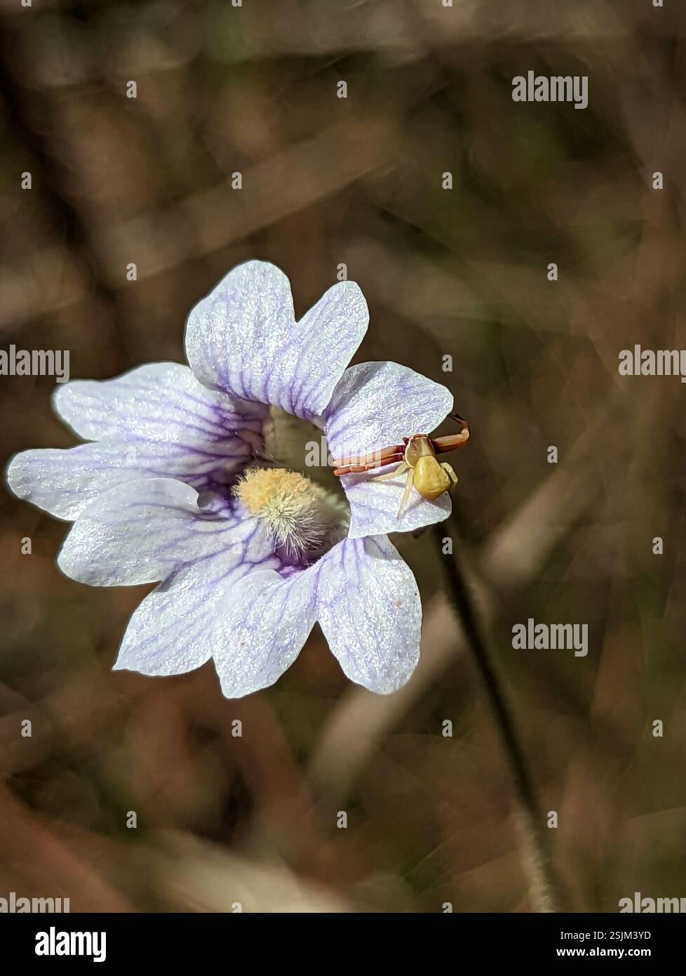 White-banded Crab Spider (Misumenoides formosipes), Arachnida, New ...
