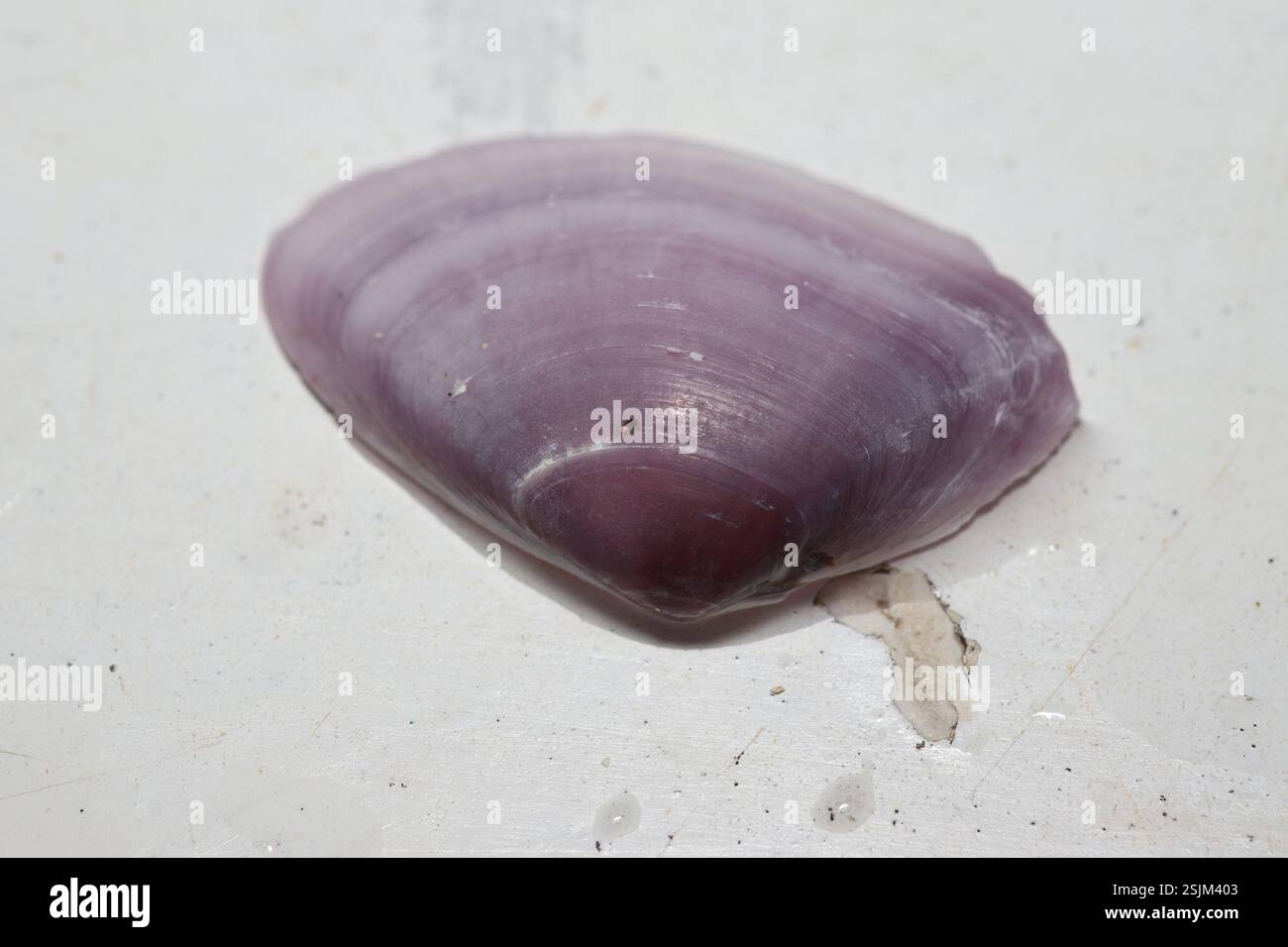 Giant Coquina Clam (Iphigenia brasiliensis), Mollusca, Praia dos ...