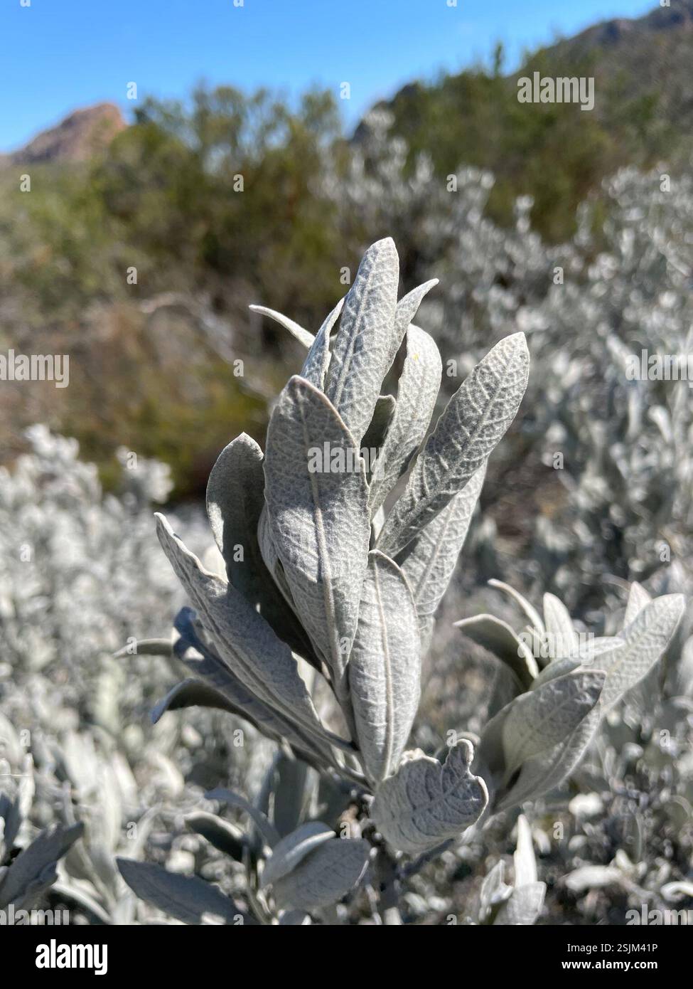 Woolly Yerba Santa (Eriodictyon tomentosum), Plantae, San Benito County ...