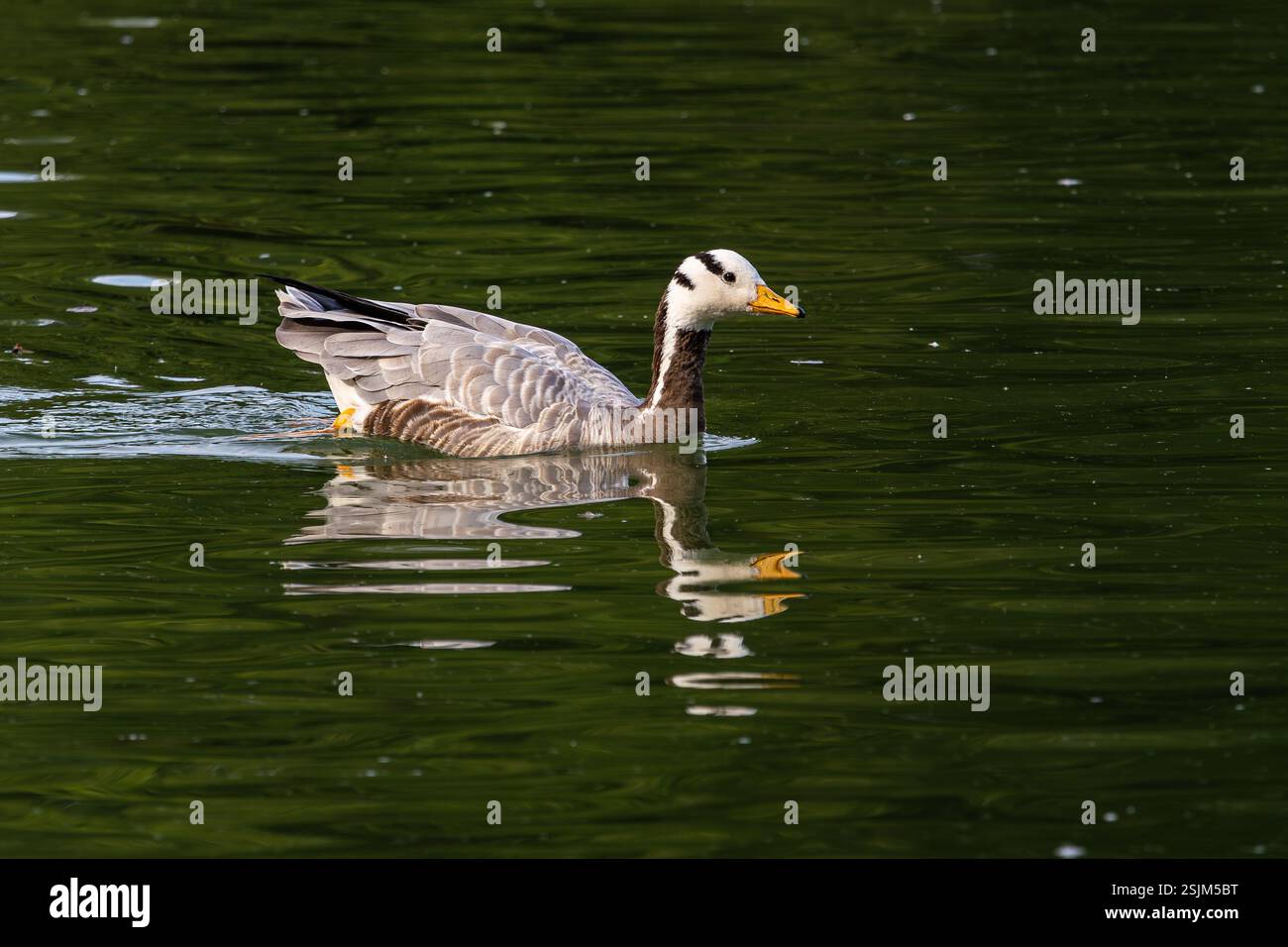 The bar-headed goose, Anser indicus is a goose that breeds in Central ...