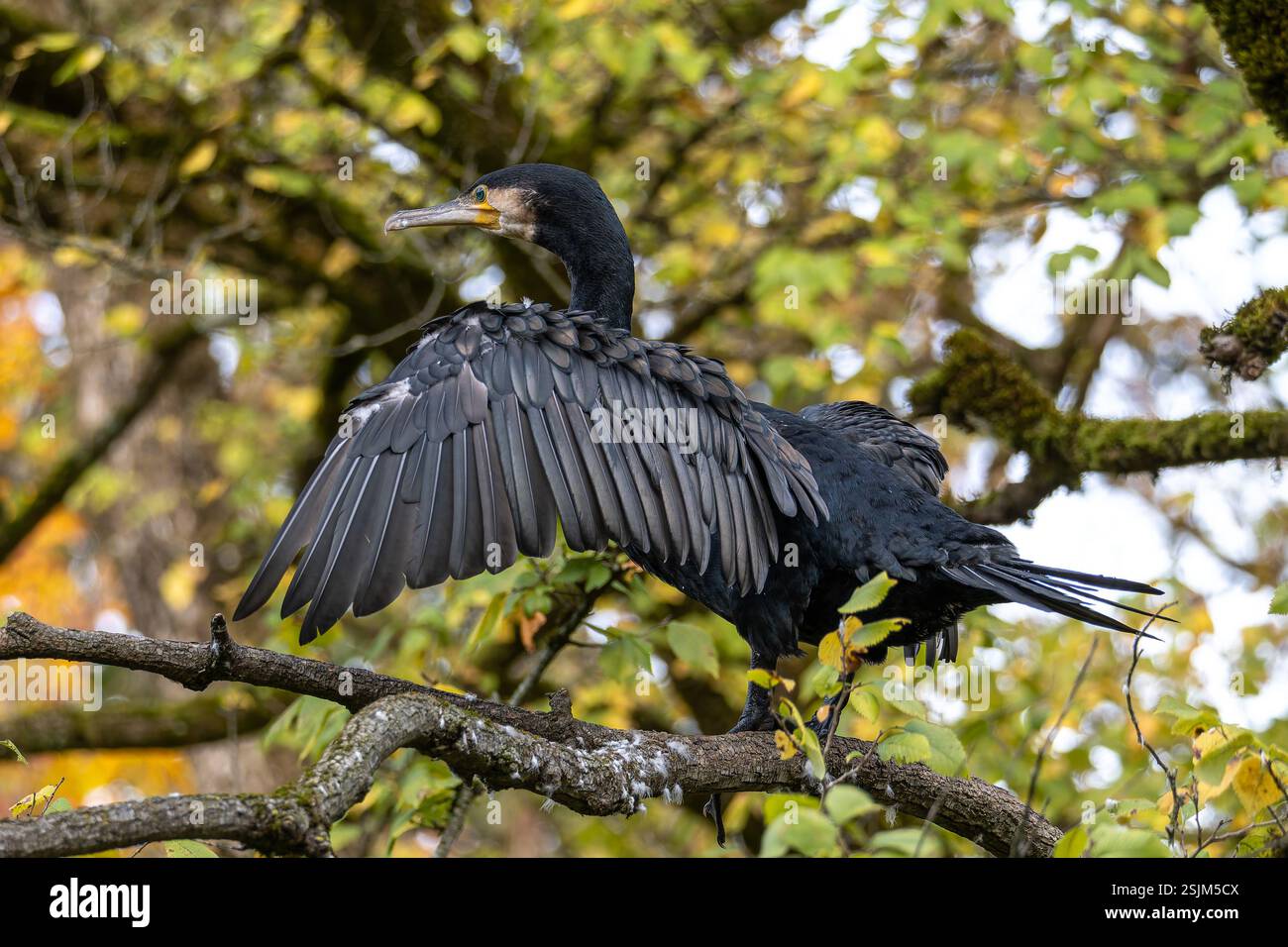 The great cormorant, Phalacrocorax carbo known as the great black ...