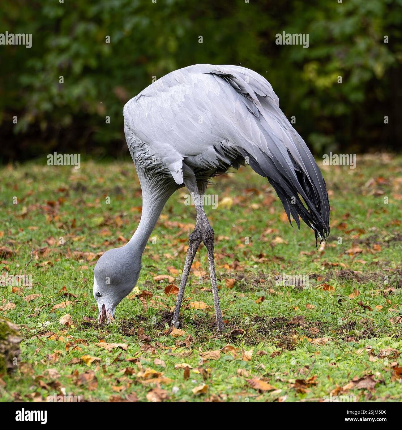 The Blue Crane, Grus paradisea, is an endangered bird specie endemic to ...