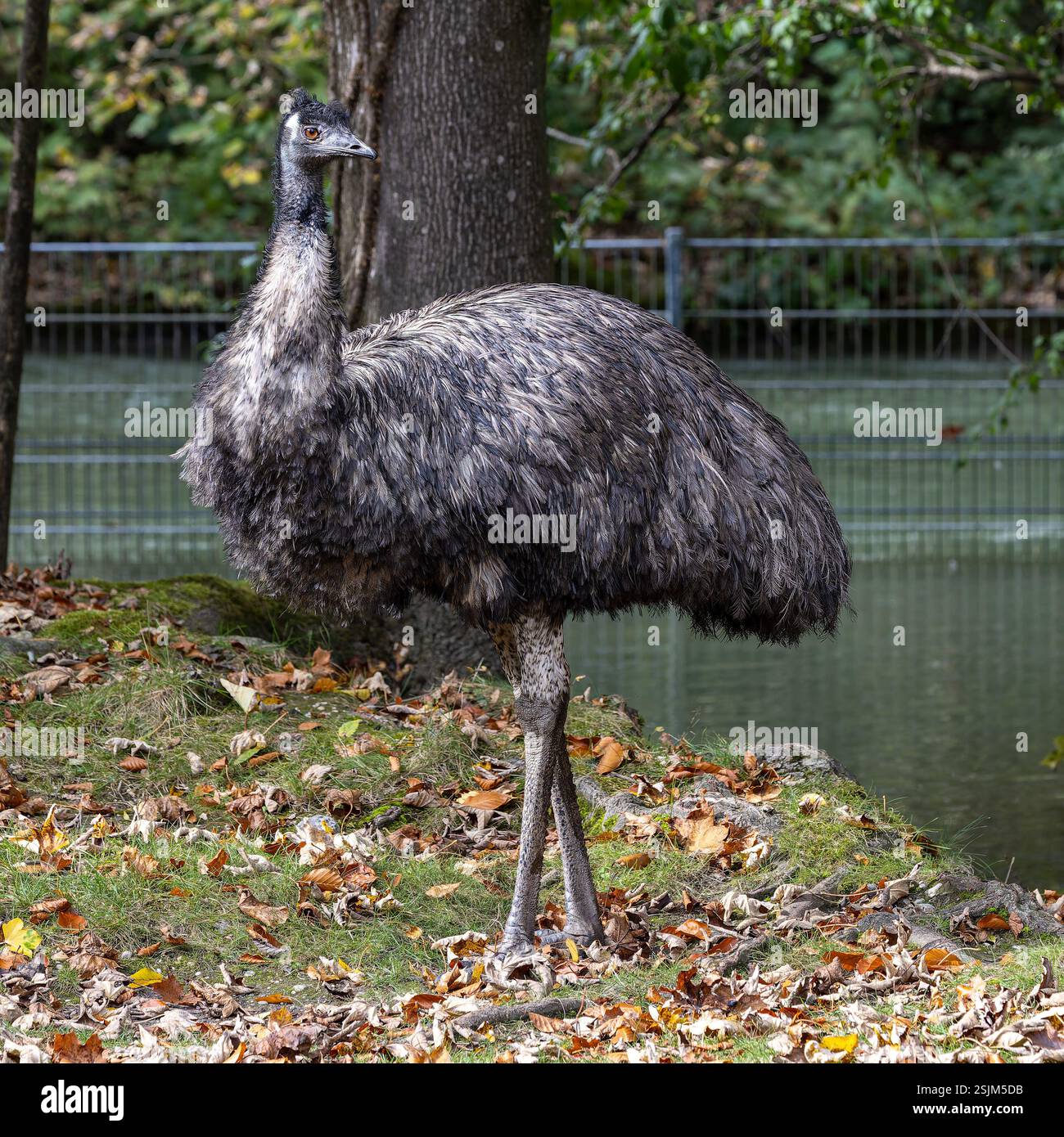 The emu, Dromaius novaehollandiae is the second-largest living bird by ...