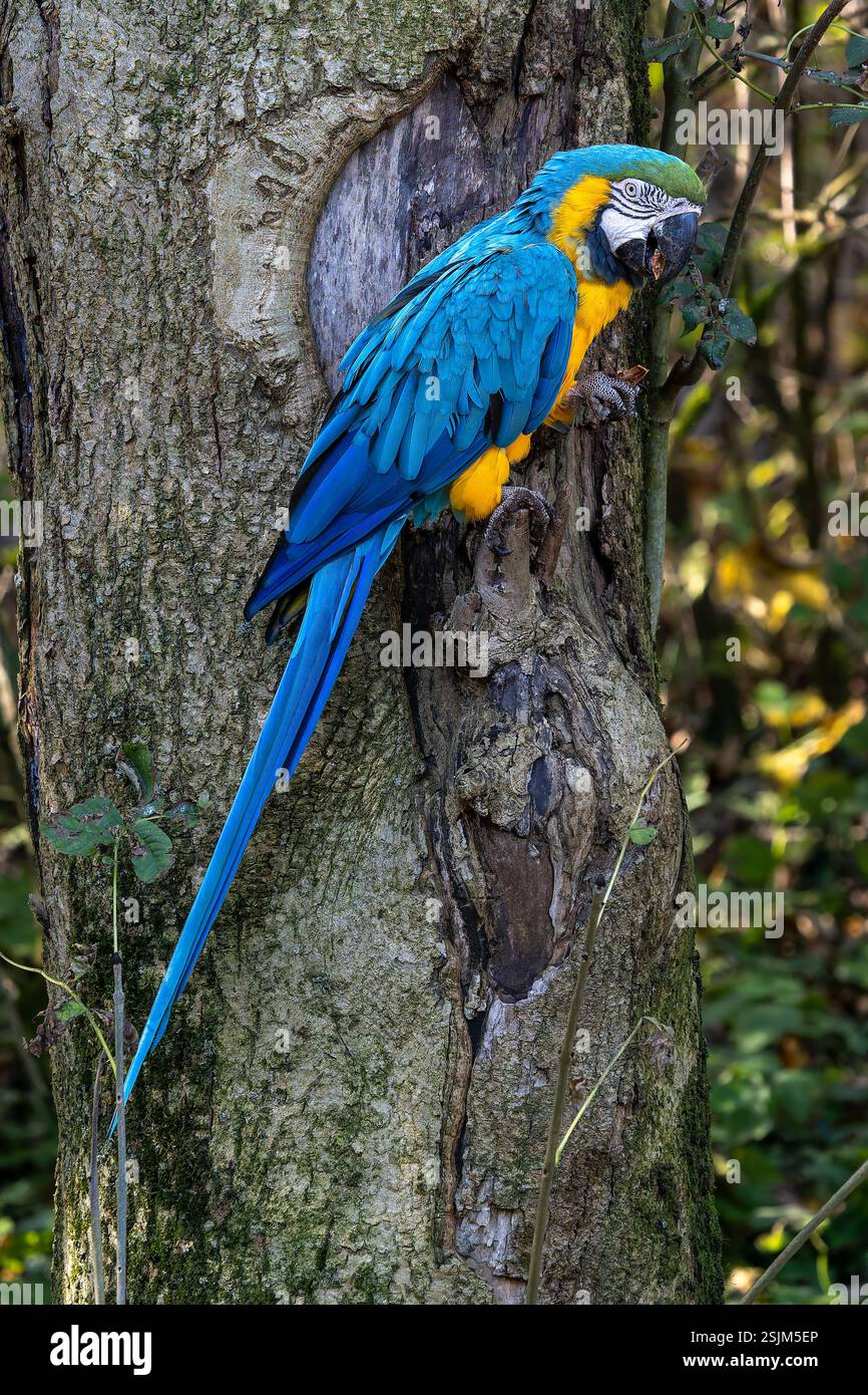 The Blue-and-yellow Macaw, Ara ararauna also known as the blue-and-gold macaw, is a large South ...