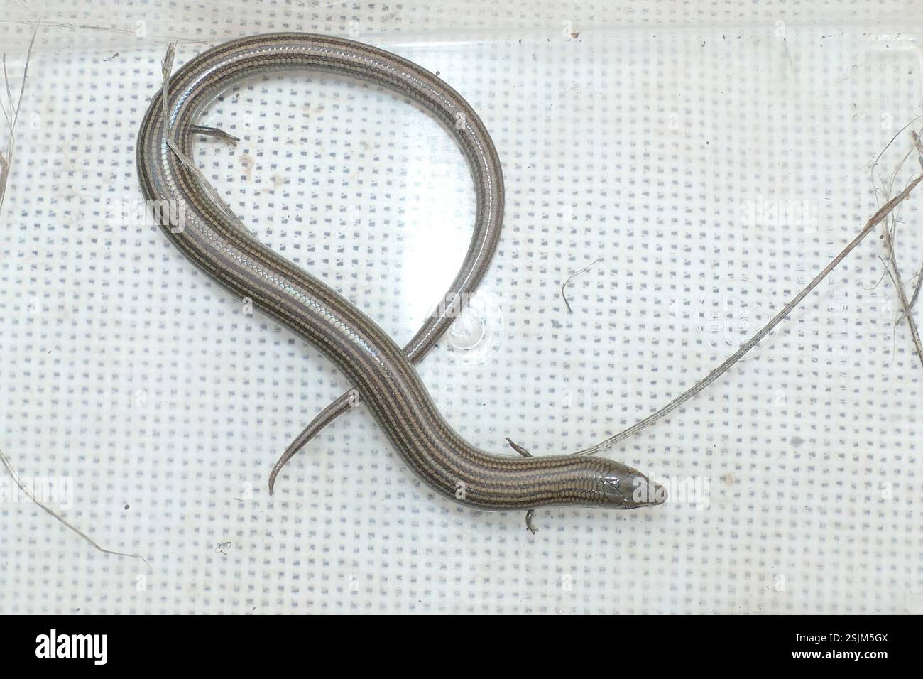 Western Three-toed Skink (Chalcides striatus), Reptilia, 34150 La ...