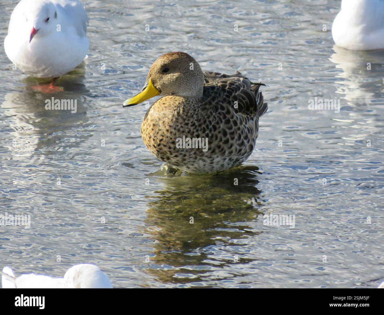 Yellow-billed Pintail (Anas georgica), Aves, Ushuaia, Tierra del Fuego ...