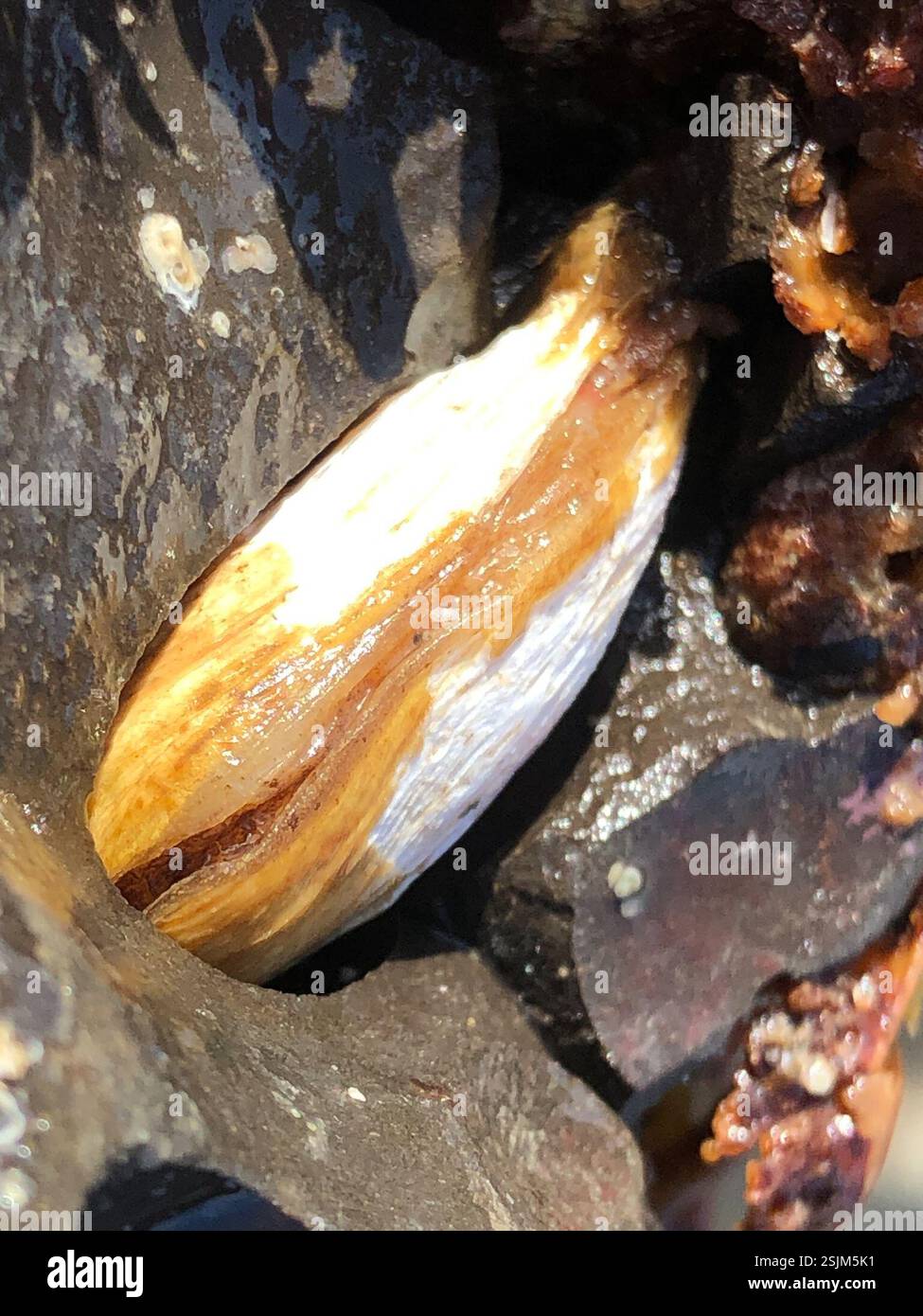 Arctic Hiatella (Hiatella arctica), Mollusca, San Mateo, Golden Gate ...
