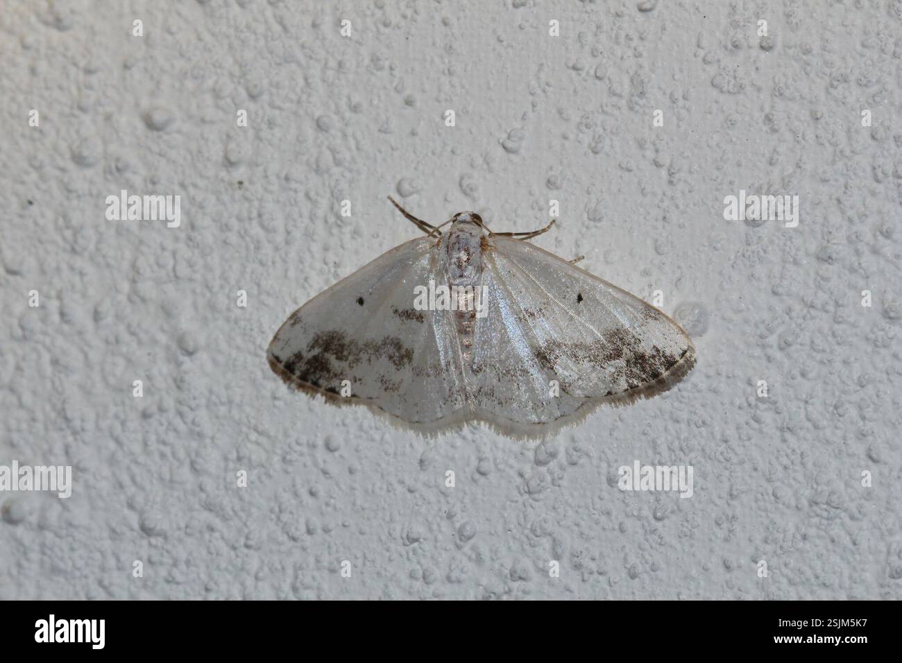 Clouded Silver (Lomographa temerata), Insecta, 8400 Ebeltoft, Danmark ...