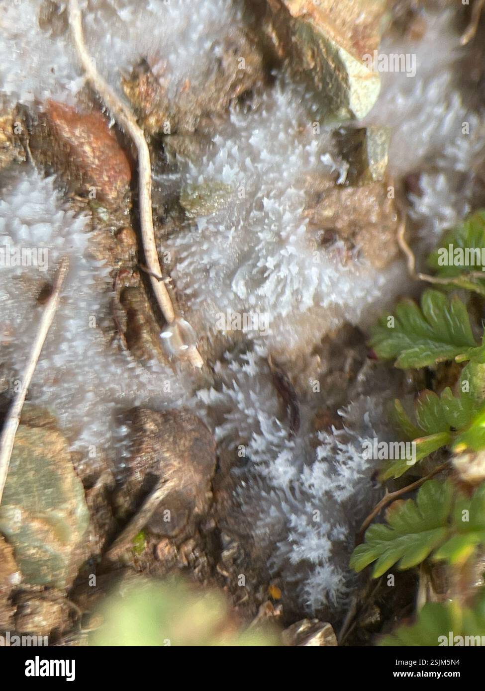(Chromelosporium), Fungi, Via Laguna Vista, San Luis Obispo, CA, US ...