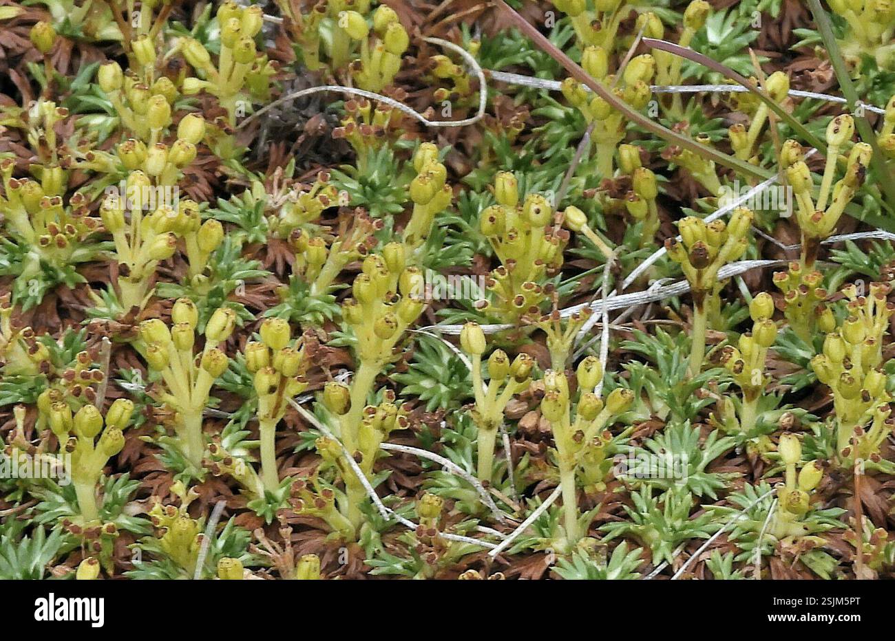 Bolax hi-res stock photography and images - Alamy