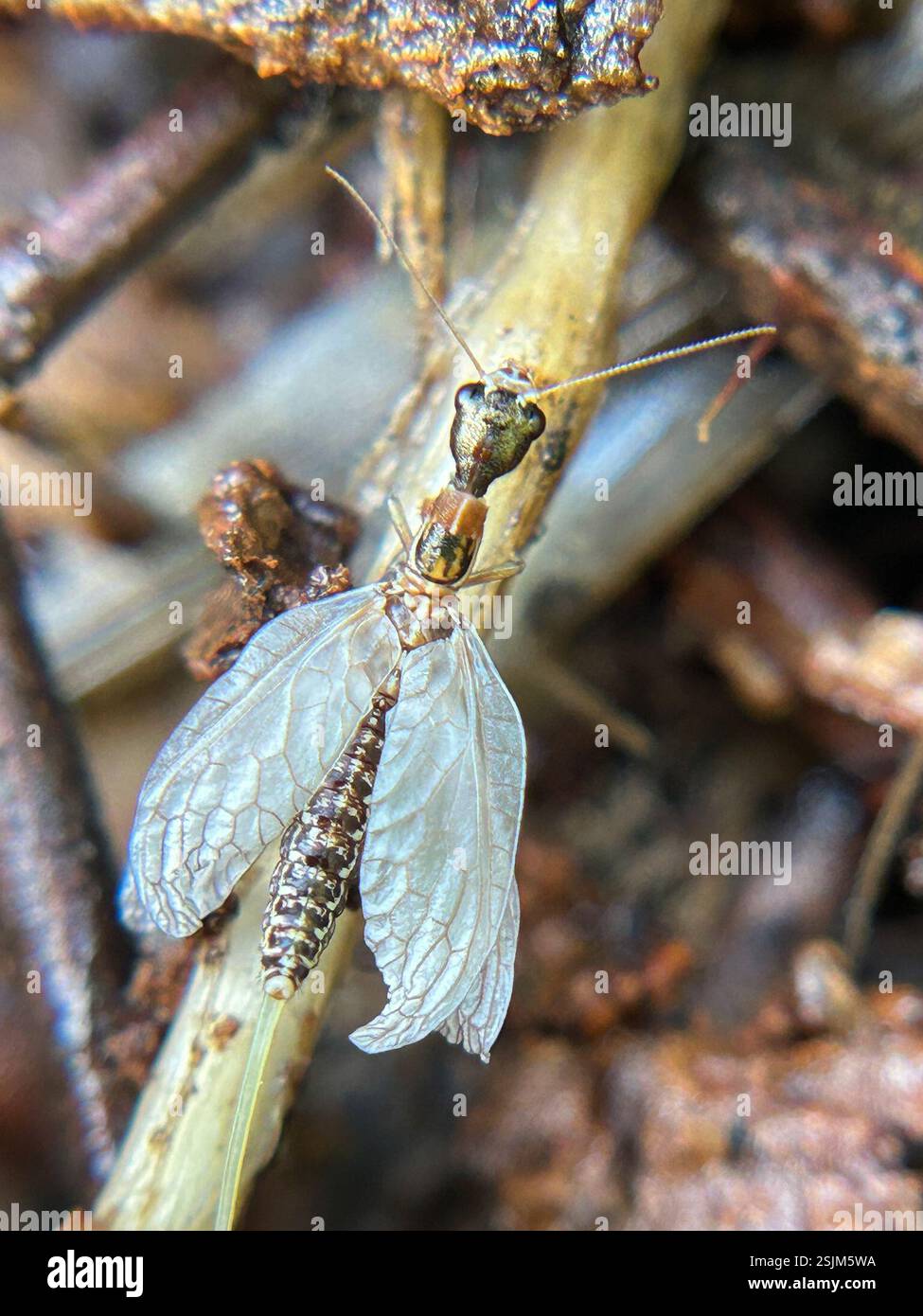Common Snakeflies (Agulla), Insecta, Sandown Pl, Cambria, CA, US Stock ...
