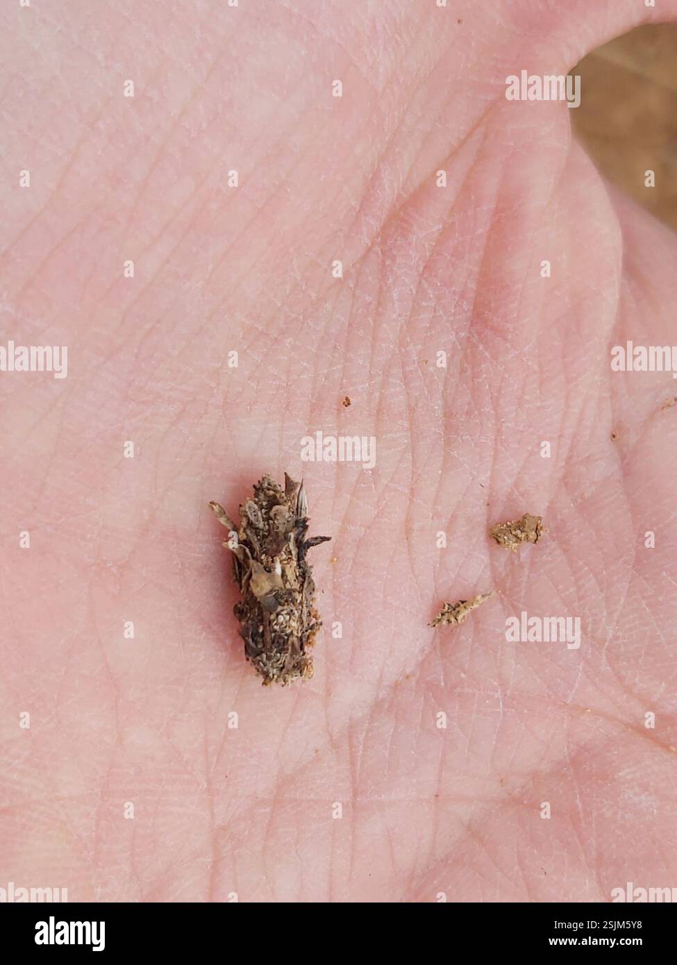 Bagworm Moths (Psychidae), Insecta, L-Armier, Mellieħa, Malta Stock ...