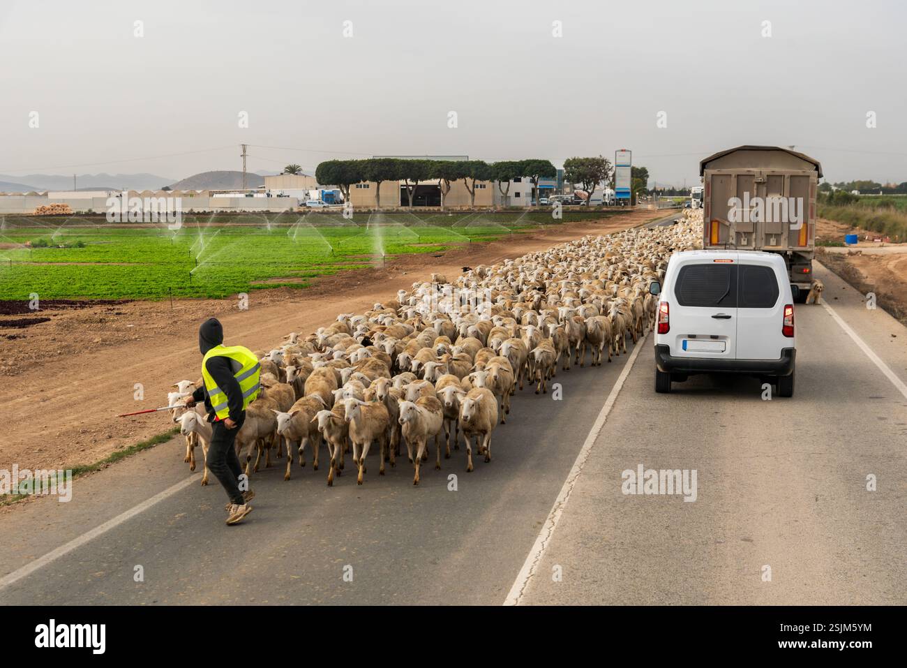 Flock sheep stop traffic hi-res stock photography and images - Alamy