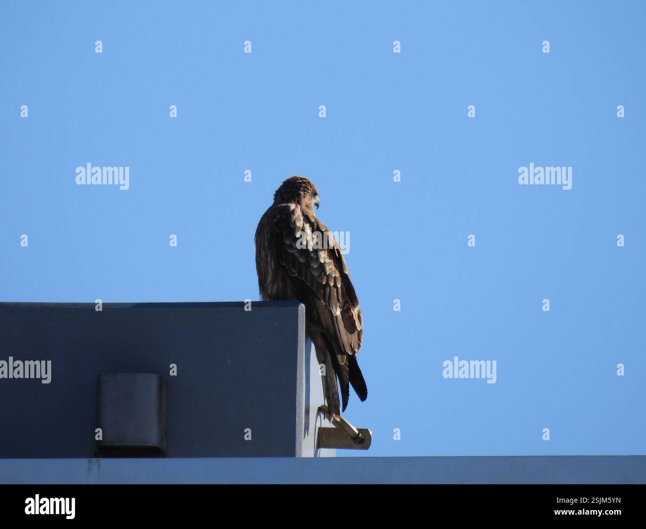 Black-eared Kite (Milvus migrans lineatus), Aves, Japan Stock Photo - Alamy