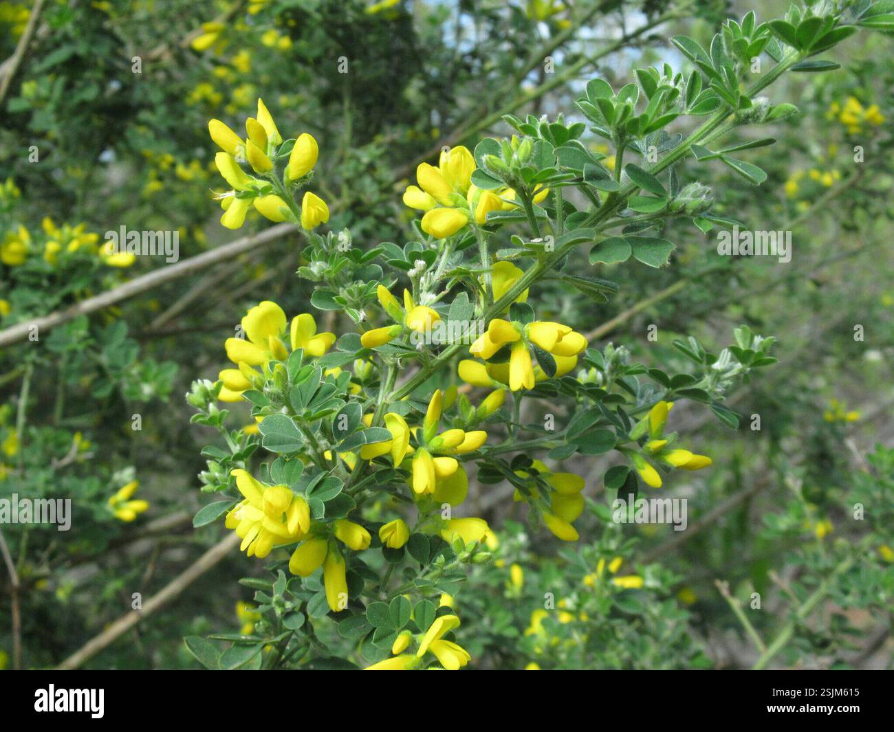 French broom (Genista monspessulana), Plantae, Santa Clara County, CA ...