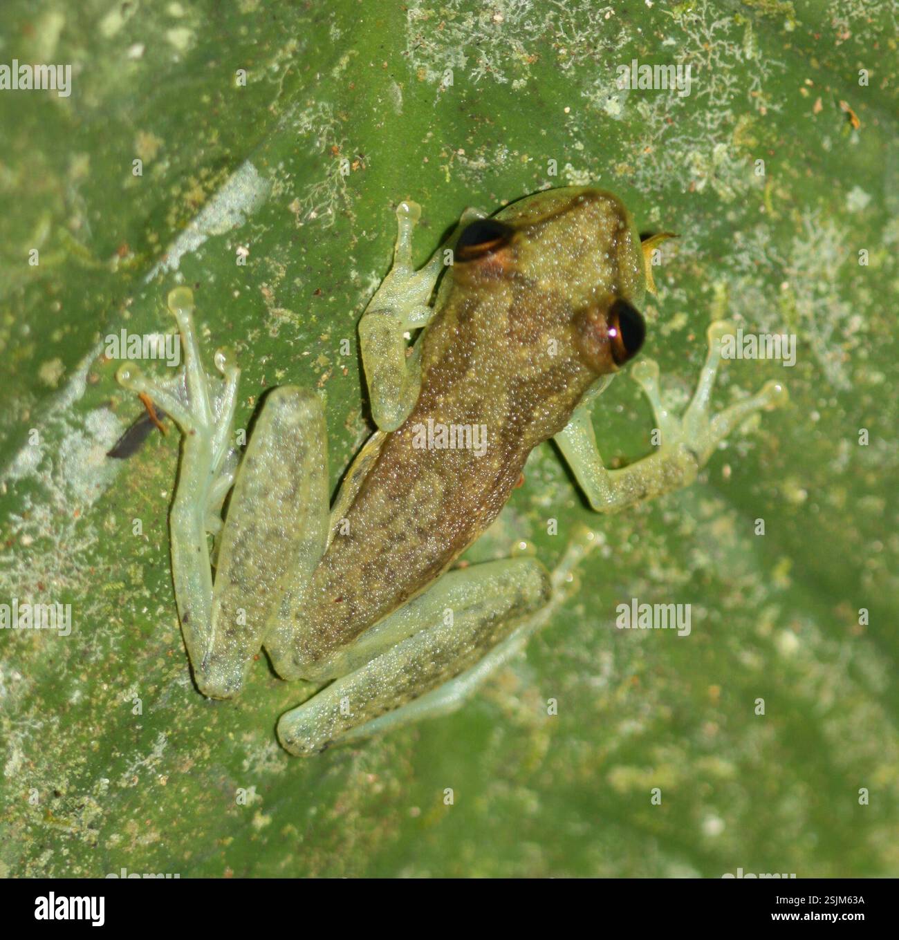 Olive Snouted Tree Frog (Scinax elaeochroa), Amphibia, Heredia Province ...