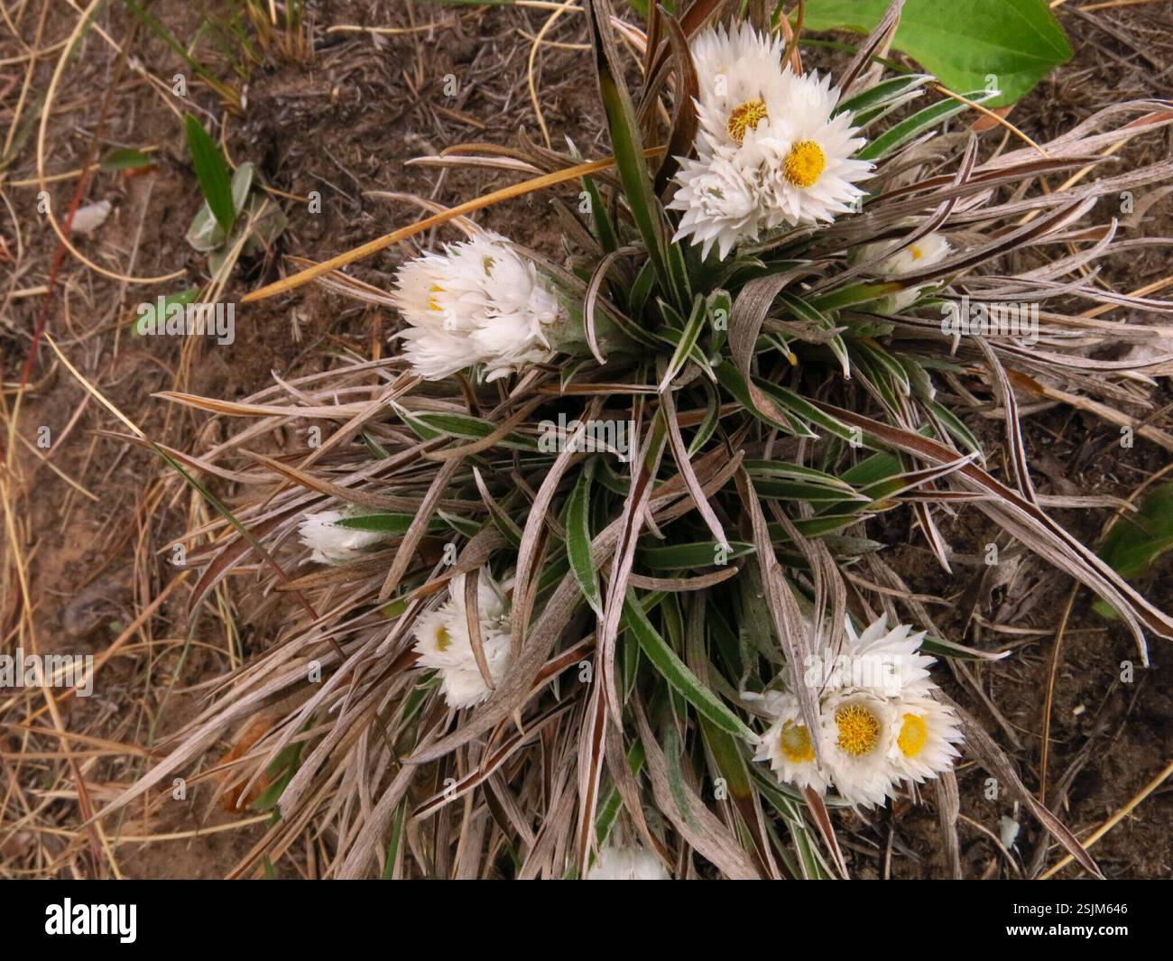 Dwarf Everlasting (Helichrysum chionosphaerum), Plantae, Giants Castle ...