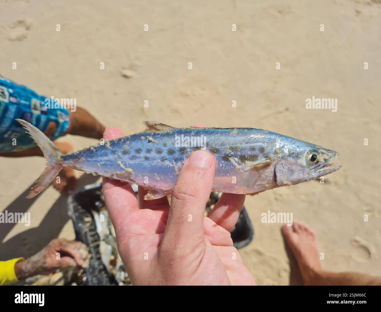 Serra Spanish Mackerel (Scomberomorus brasiliensis), Actinopterygii ...