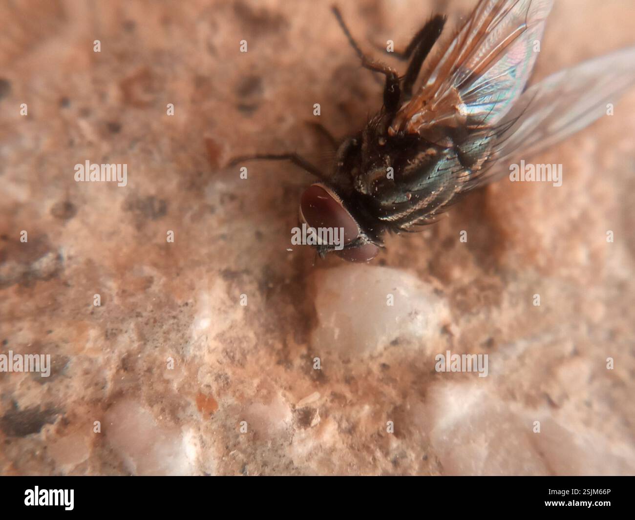 Face fly (Musca autumnalis), Insecta, La Frette Stock Photo - Alamy