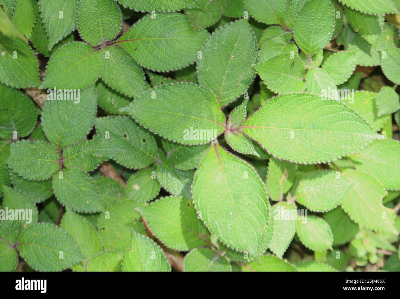 (Strobilanthes heyneana), Plantae, Mysore Division, Karnataka, India ...