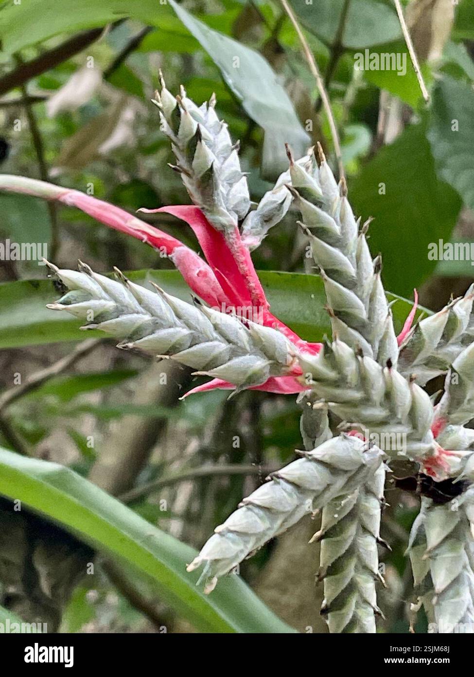 (Aechmea pubescens), Plantae, Anton's Valley, Cocle, PA, Aechmea ...